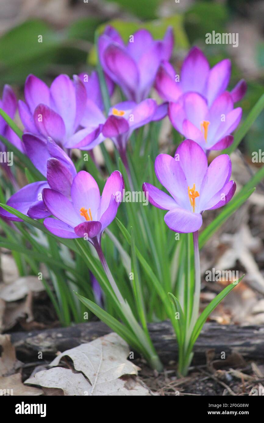 Fleurs en forme de calice Banque de photographies et d’images à haute ...