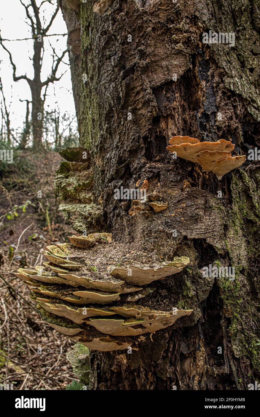 Champignon fer à cheval Banque de photographies et d’images à haute ...