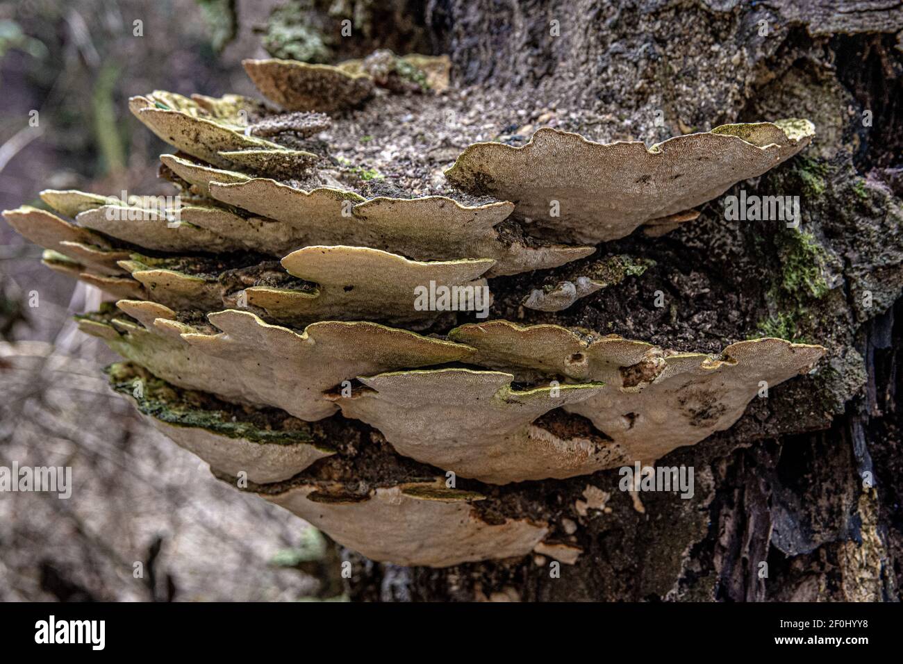 Champignon fer à cheval Banque de photographies et d’images à haute ...