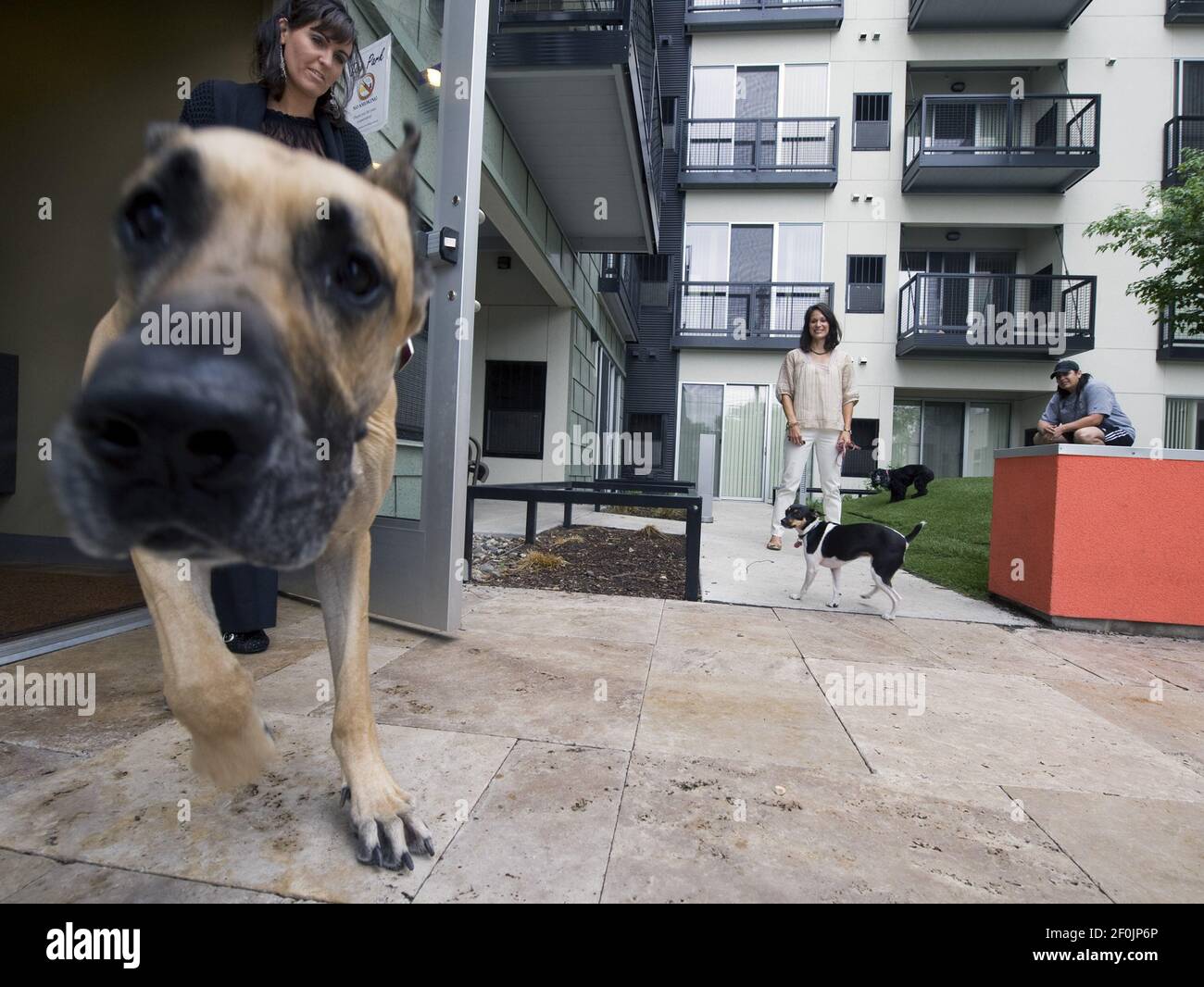 Brasseur le chien Banque de photographies et d’images à haute ...