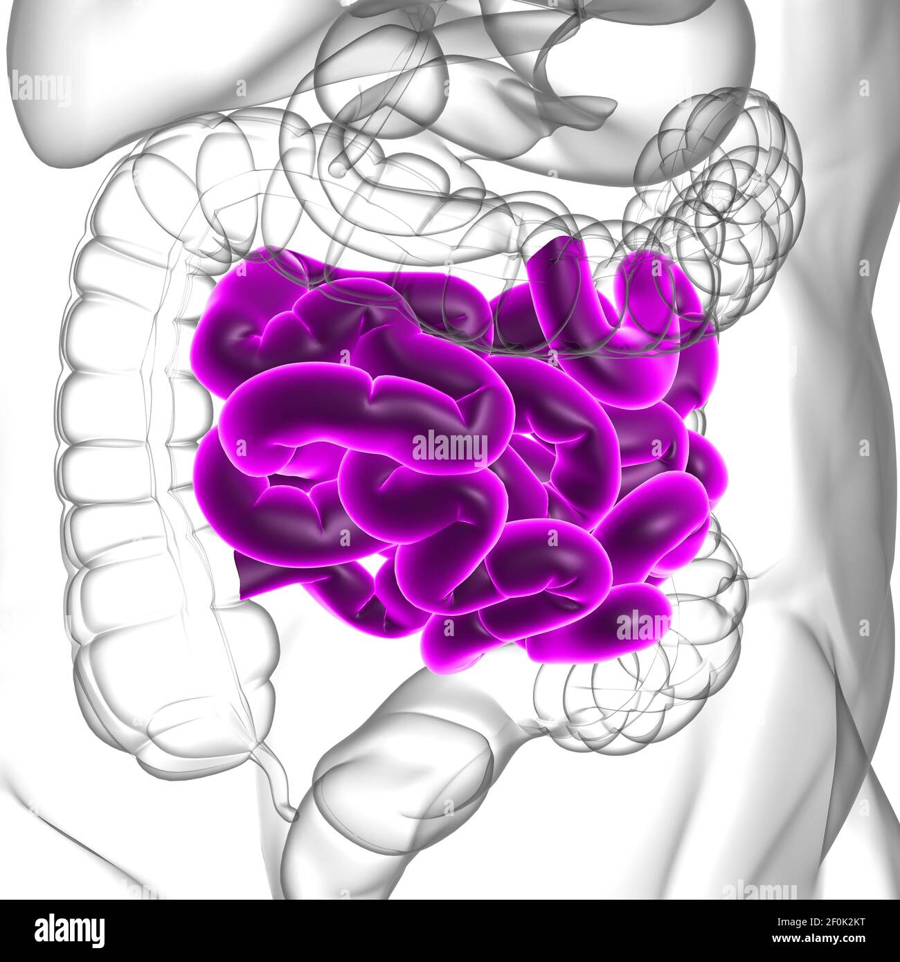 Intestin grêle 3D Illustration système digestif humain Anatomie pour ...