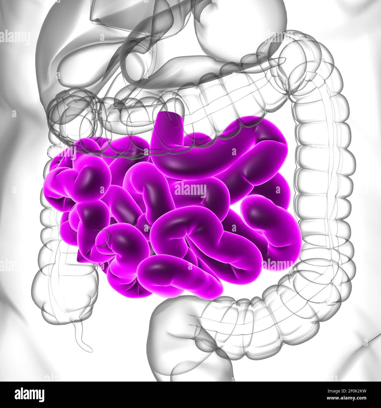 Intestin grêle 3D Illustration système digestif humain Anatomie pour ...
