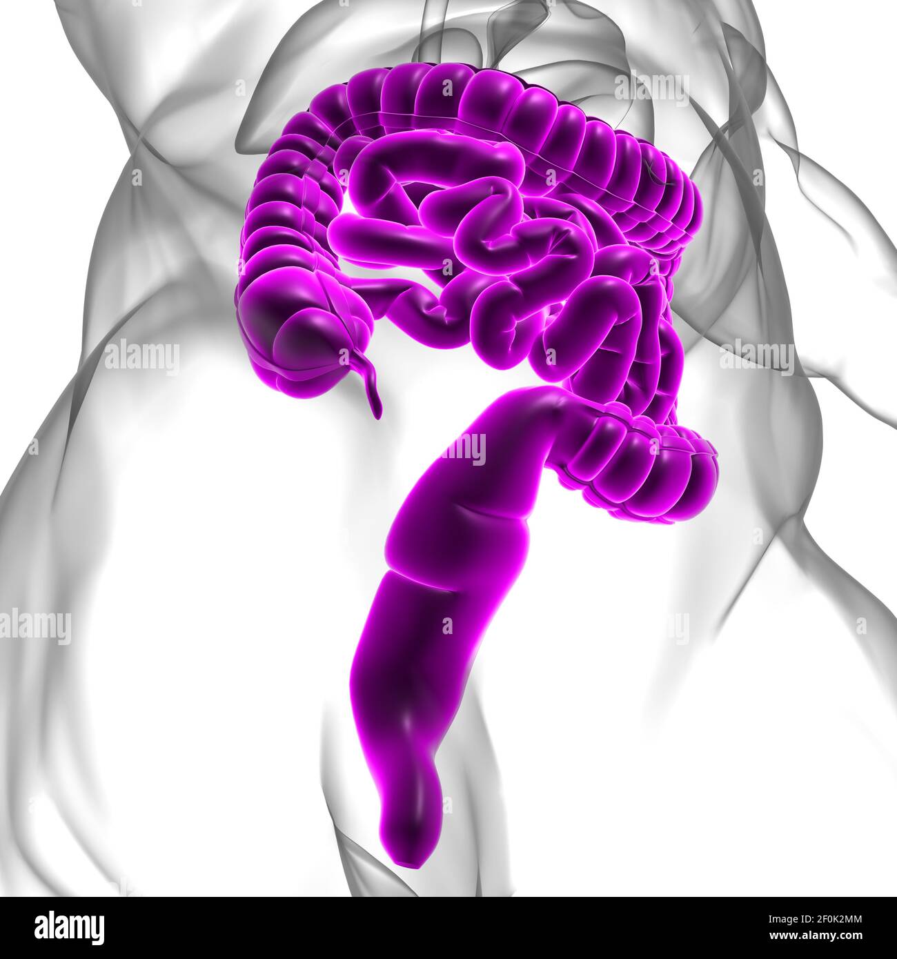 Intestin grêle et gros intestin 3D Illustration système digestif humain ...