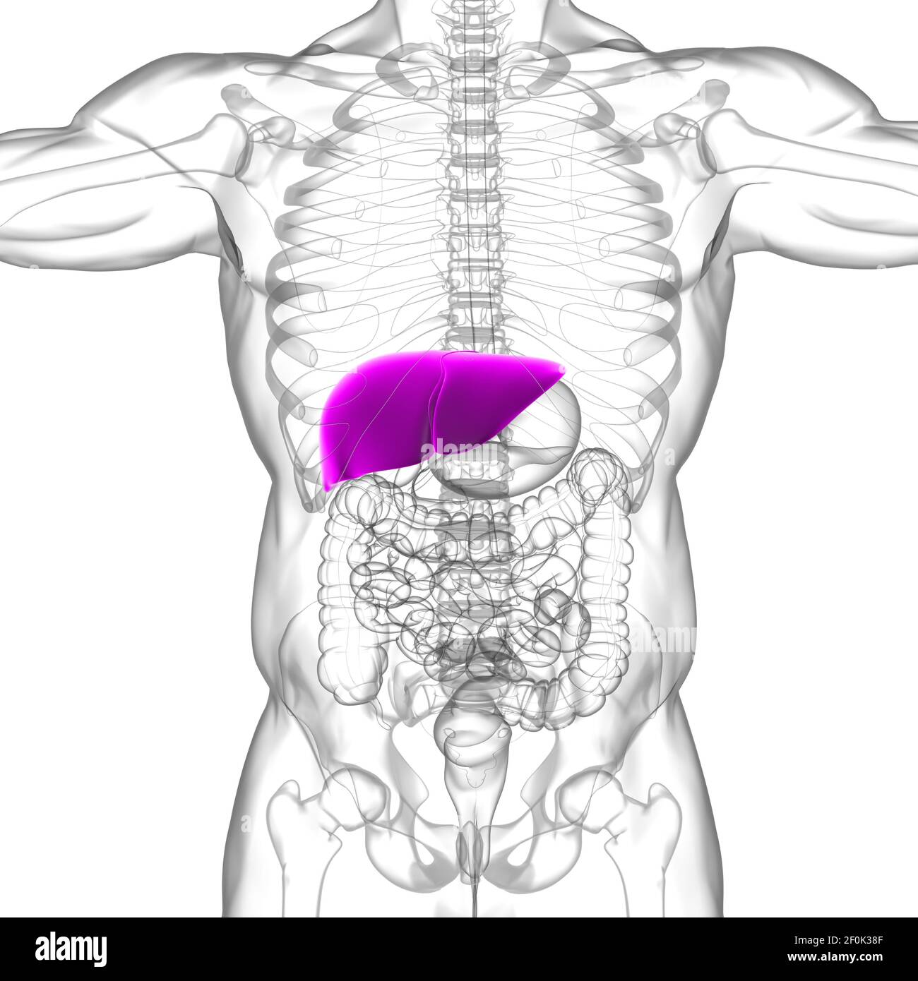 Illustration 3D du foie système digestif humain Anatomie pour le ...