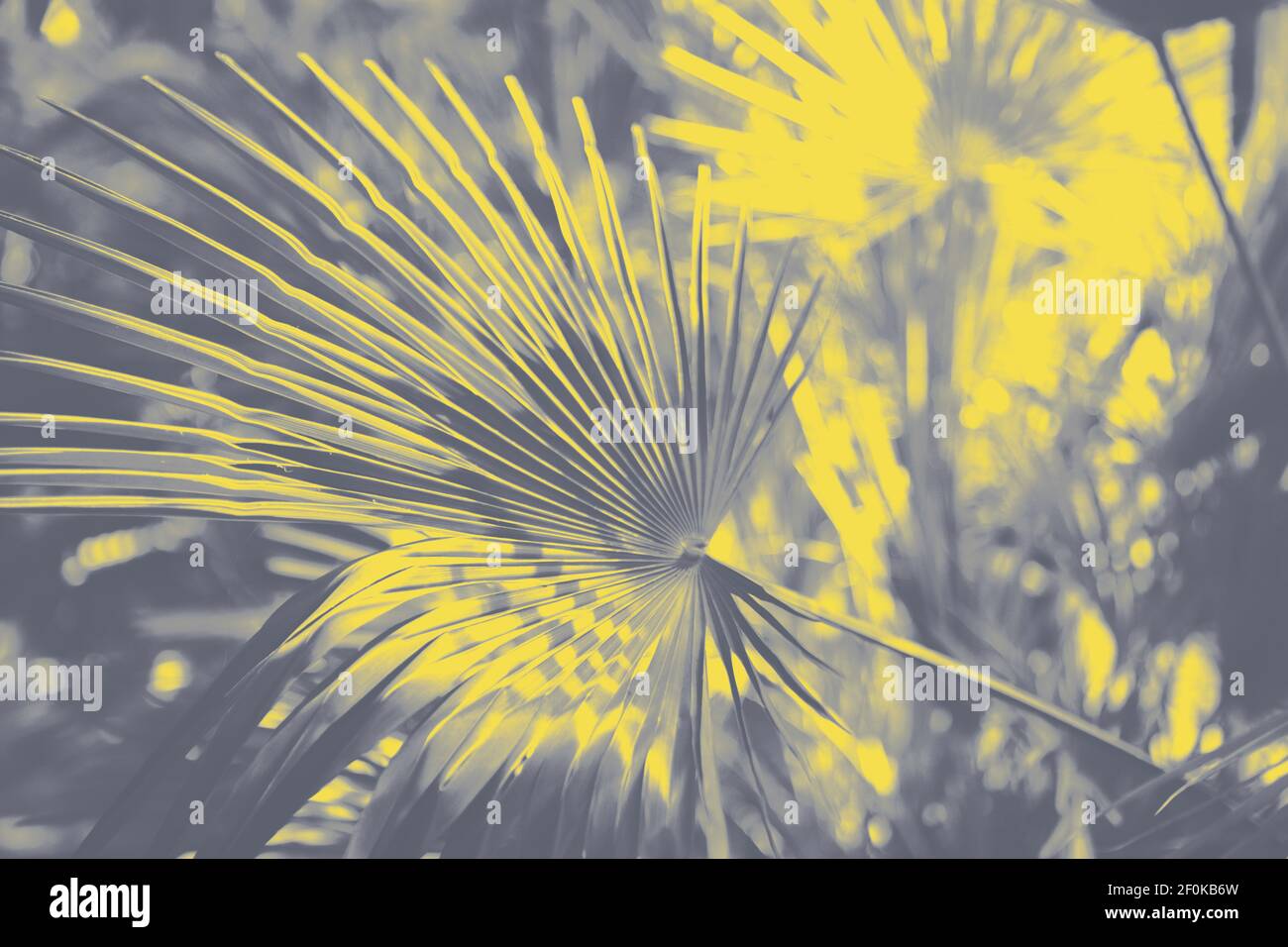 Arrière-plan avec feuilles de palmier jaunes et soleil lumineux avec ...