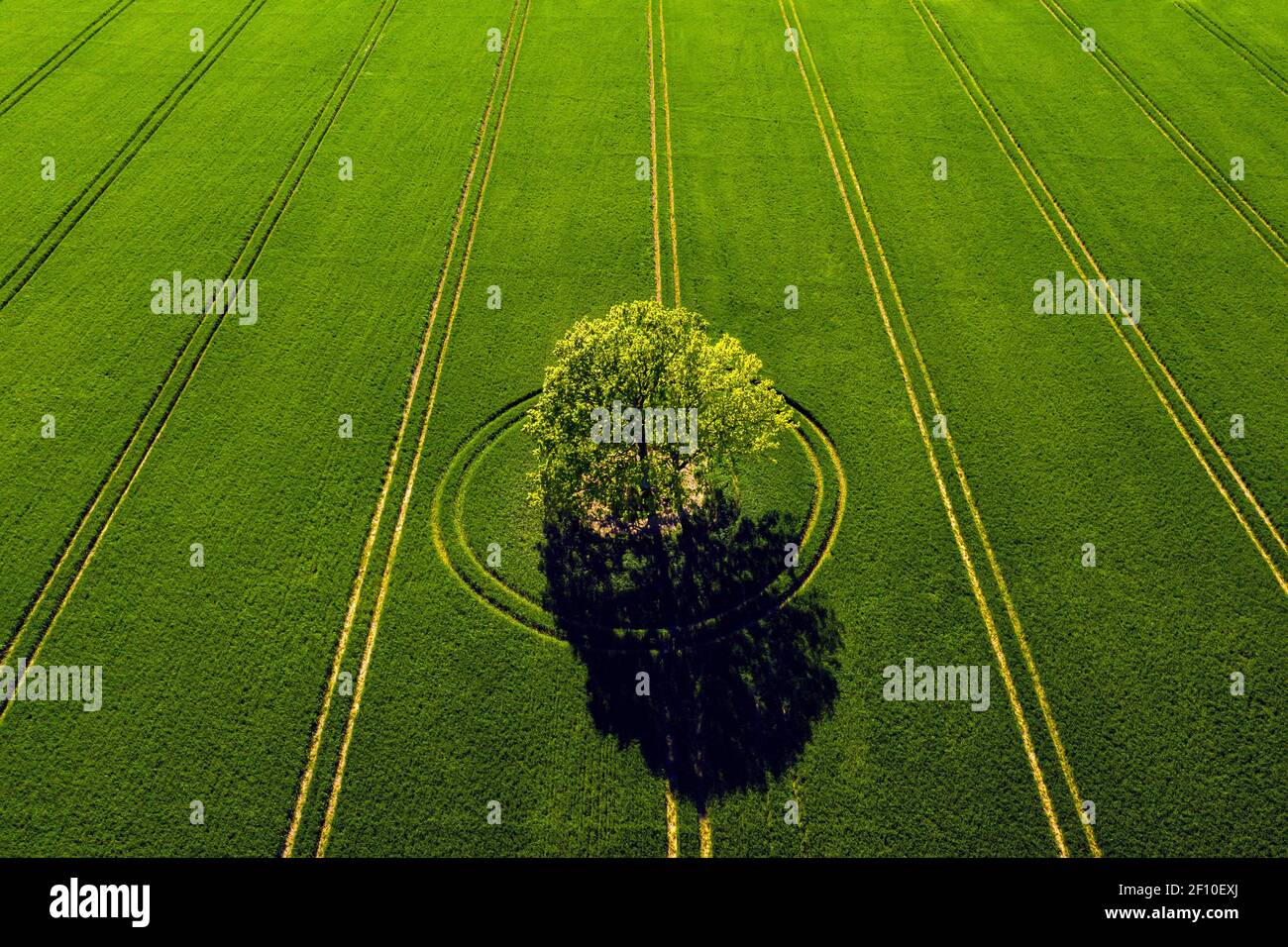 Arbre Vert Solitaire Banque d'image et photos - Alamy