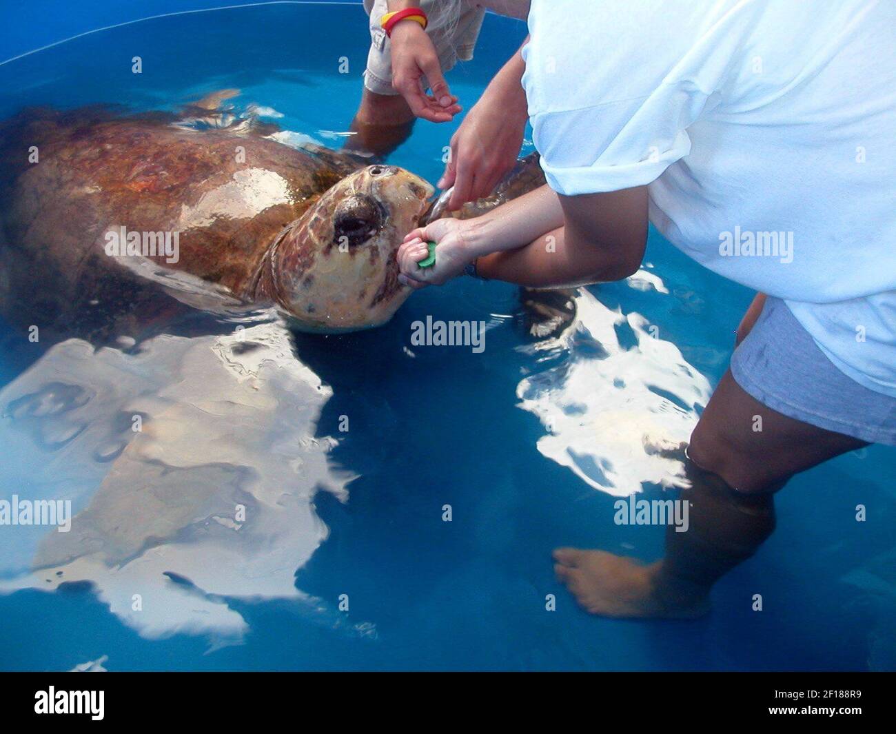 KRT US NEWS STORY SLUGGED: ENV-REDTIDE KRT PHOTOGRAPHIE DE JIM STRATTON ...