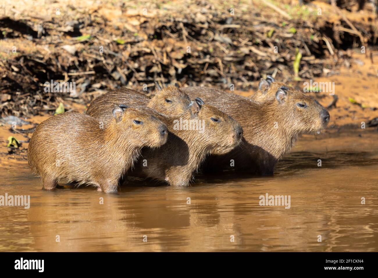 Capybara avec des jeunes Banque de photographies et d’images à haute ...