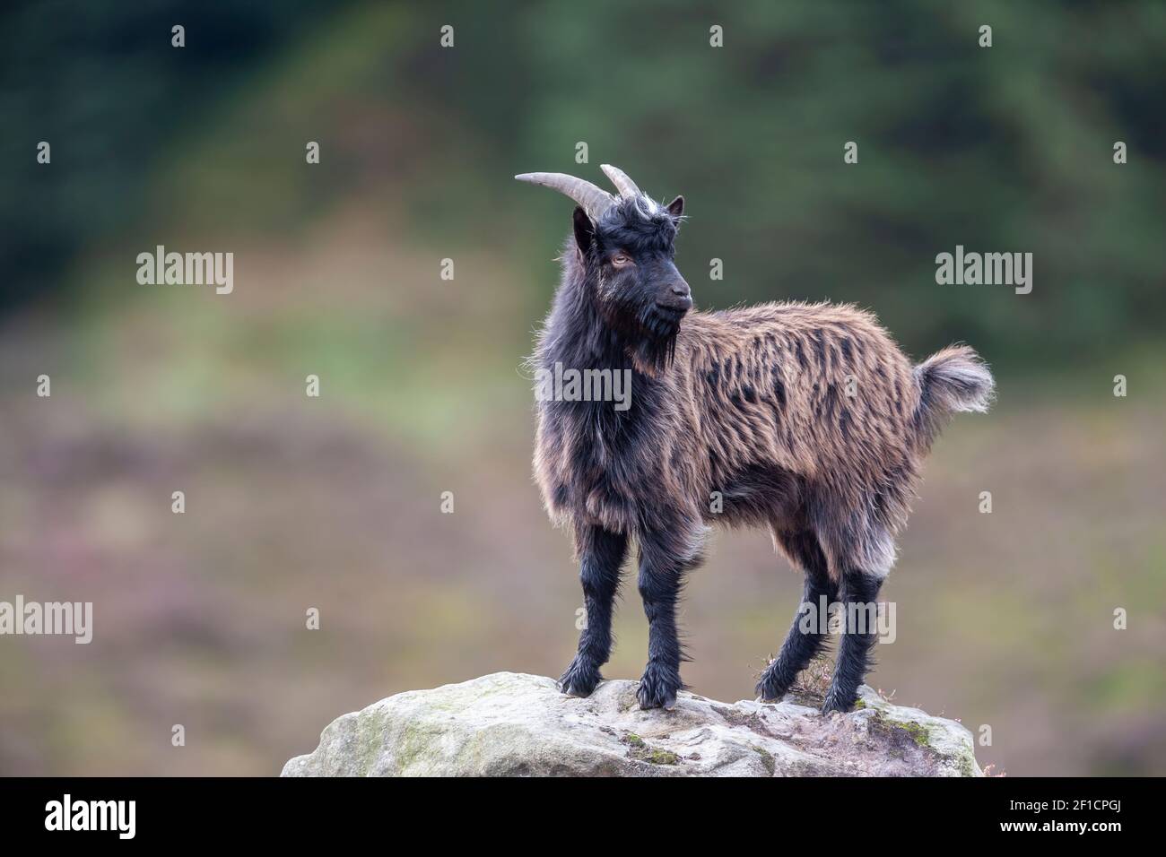 Goat capra hircus Banque de photographies et d’images à haute ...