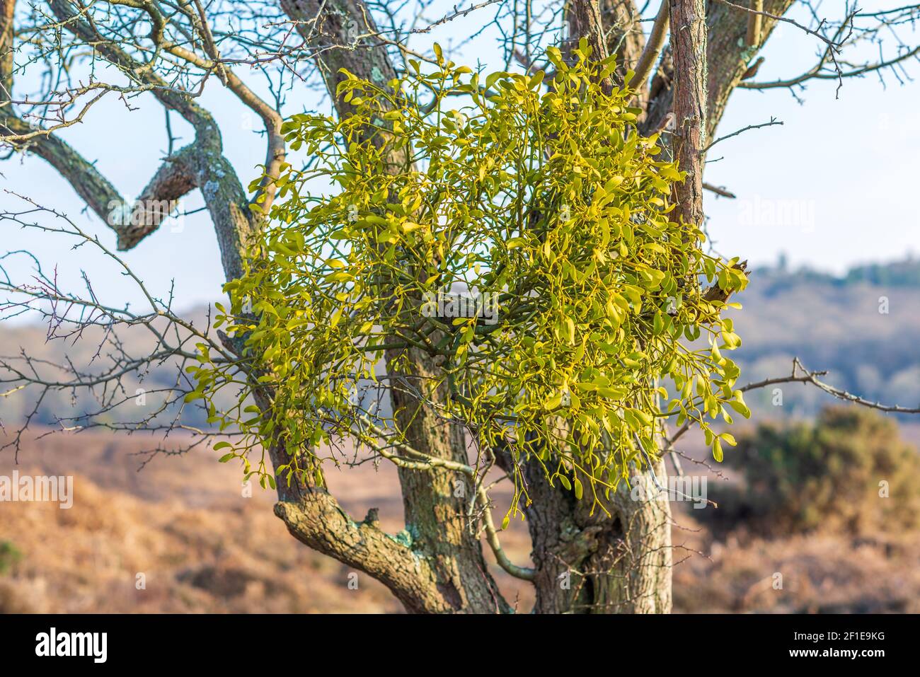 Gui sur l'arbre Banque de photographies et d’images à haute résolution ...