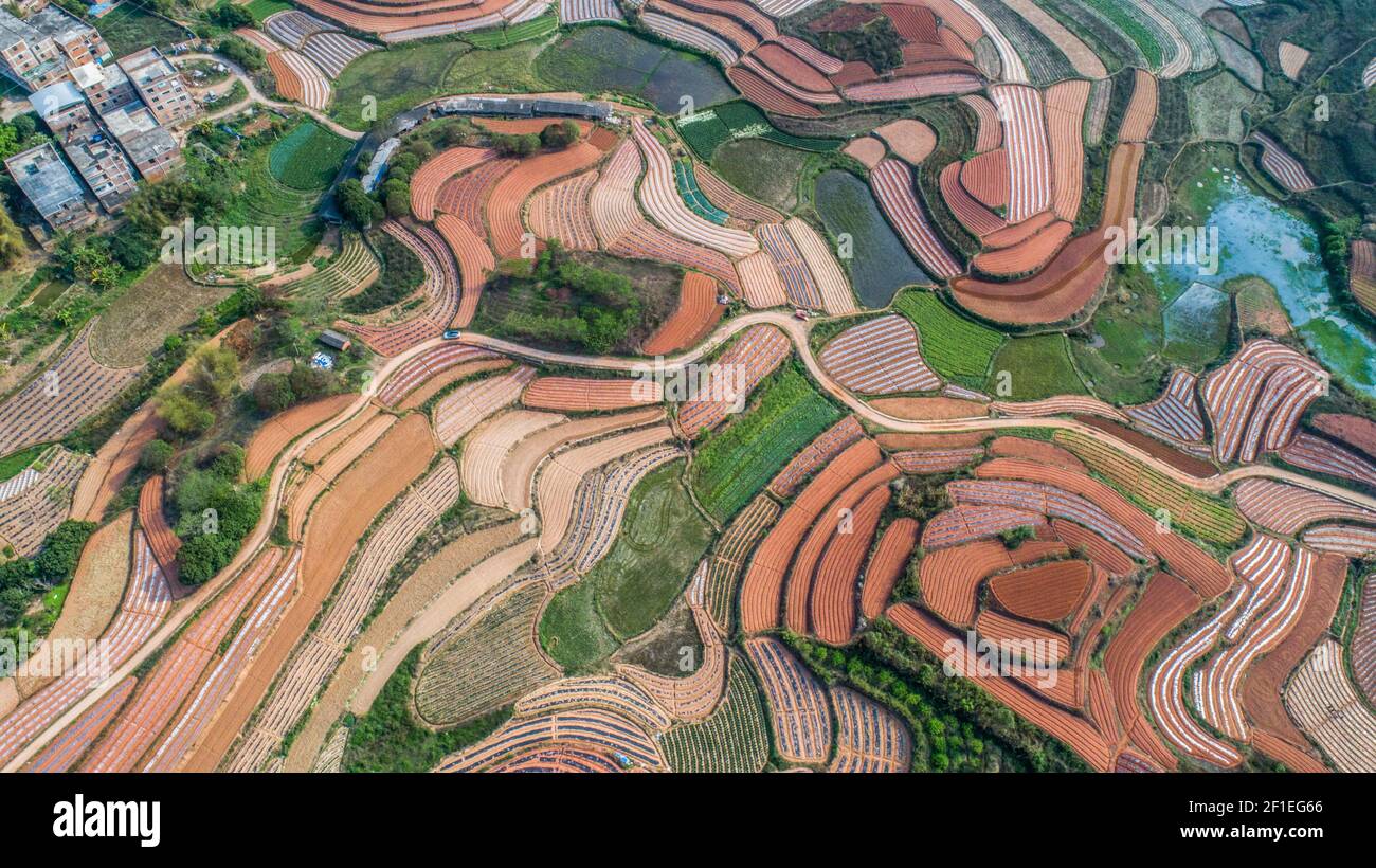 NANNING, CHINE - 7 MARS 2021 - photo prise le 7 mars 2021 montre que des agriculteurs plantent ...