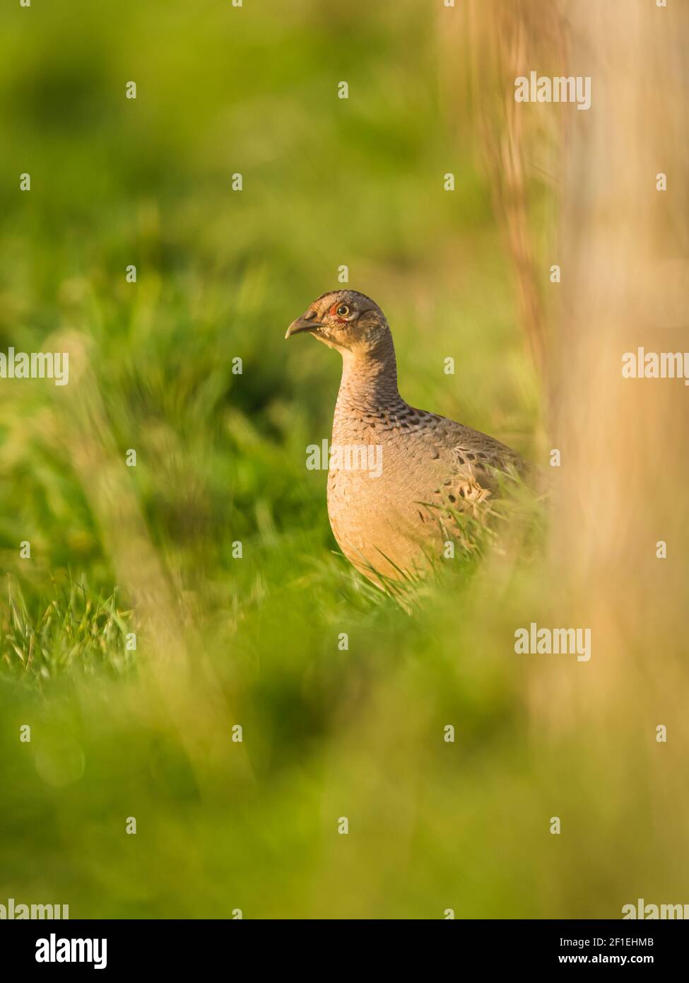 Poule faisan Banque de photographies et d’images à haute résolution - Alamy