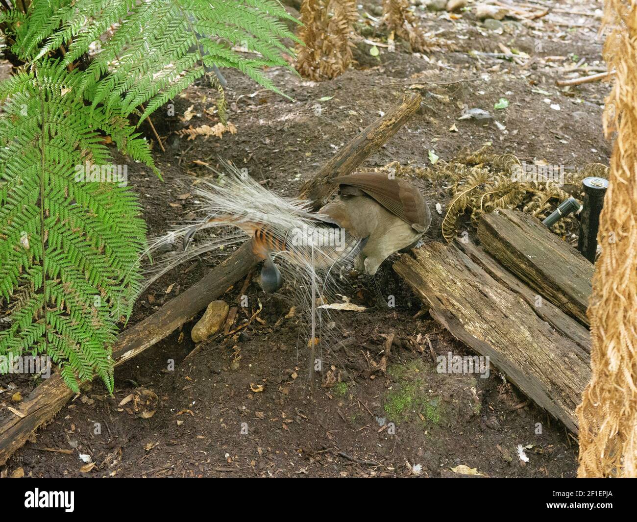 Lyre oiseau Banque de photographies et d’images à haute résolution - Alamy