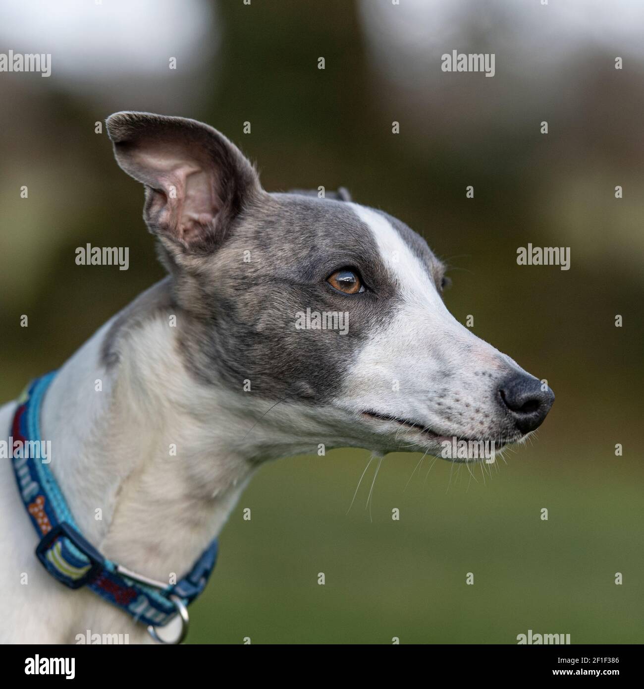 Blue whippet Banque de photographies et d’images à haute résolution - Alamy