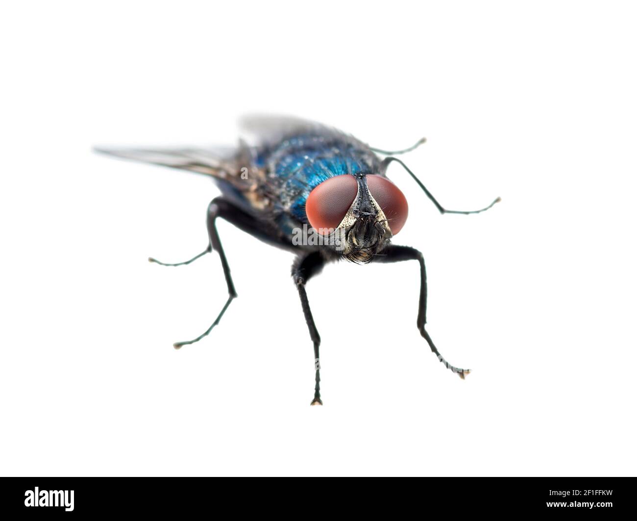 Insecte bleu Banque d'images détourées - Alamy