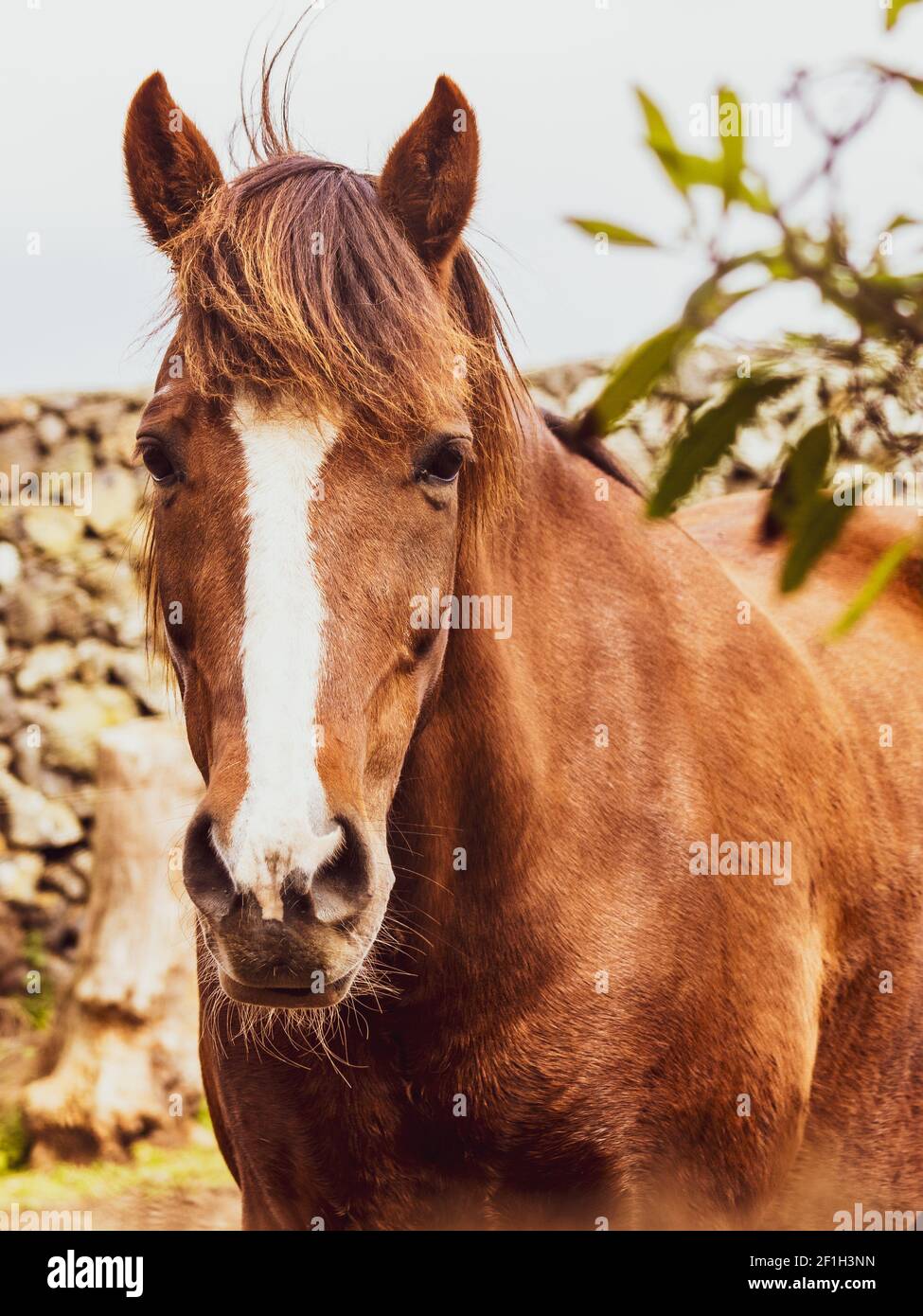 Portrait de cheval brun, race de Lusitano, plein air, îles des Açores ...