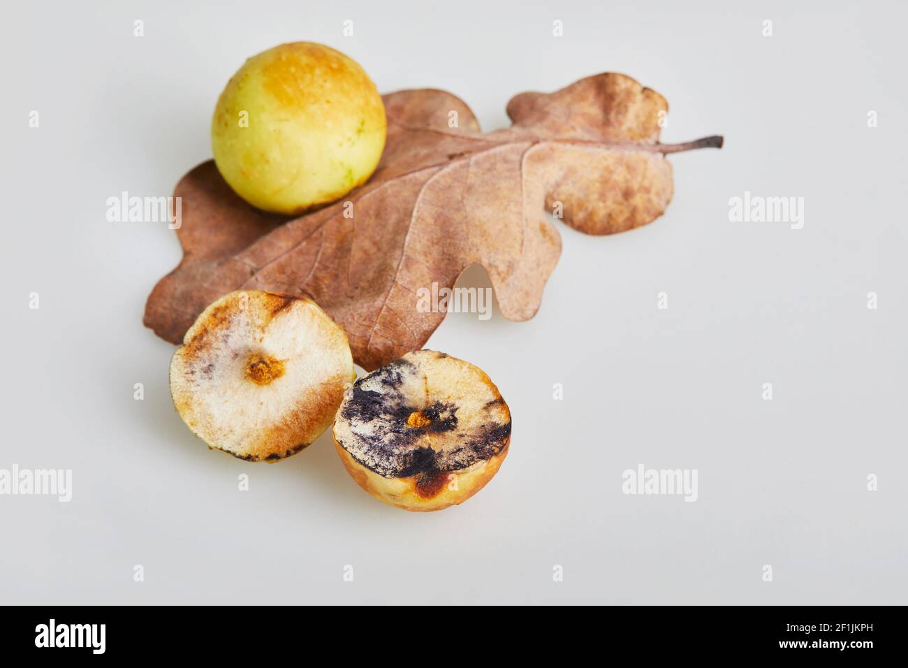 Cynips quercusfolii boulettes sur feuille de chêne sur fond blanc.Le ...