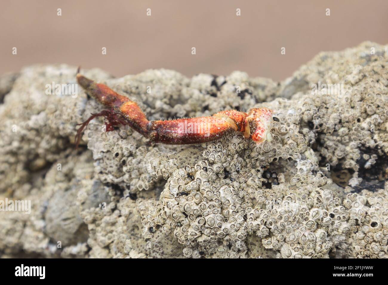 Northern stone crab Banque de photographies et d’images à haute ...