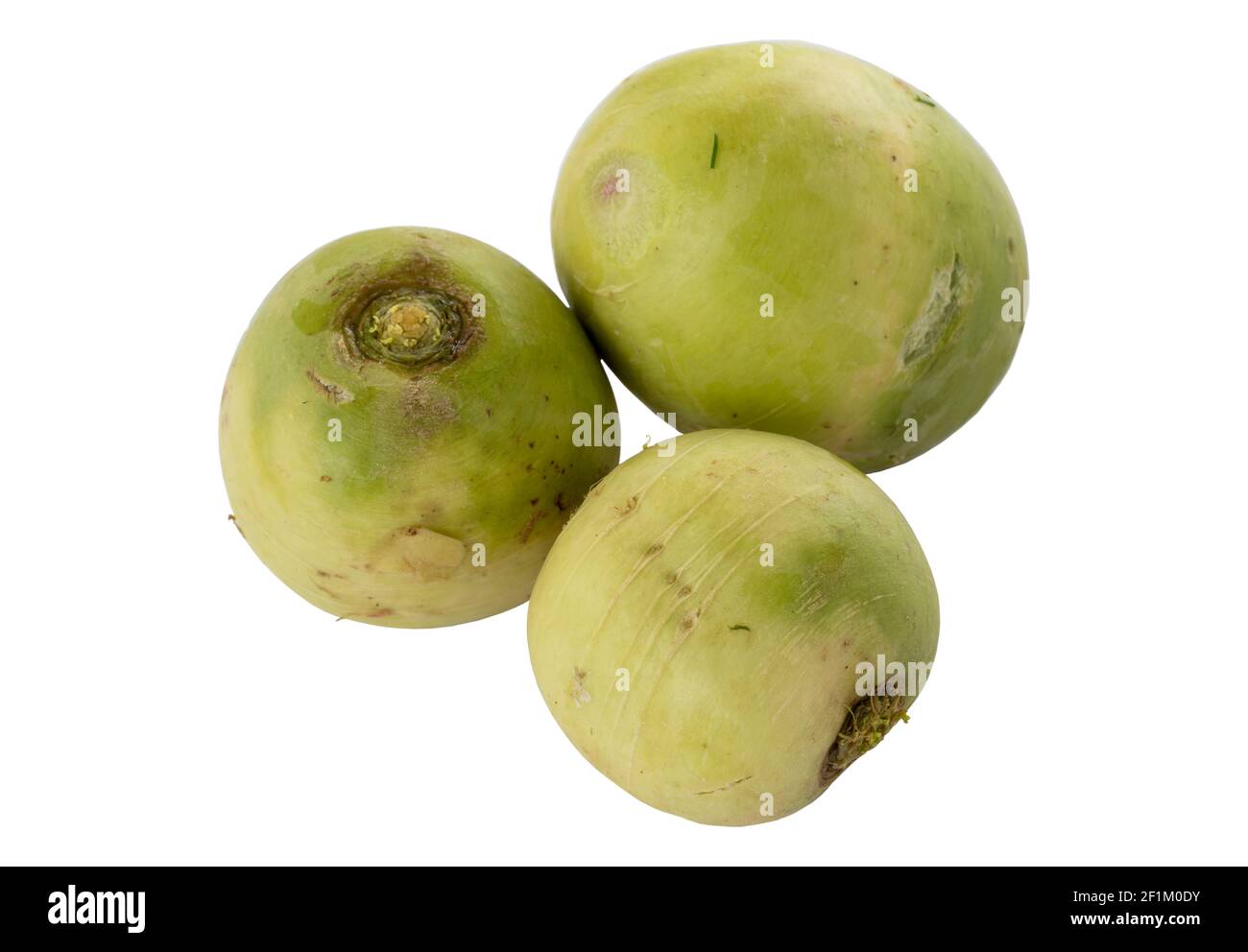 Radis vert Banque de photographies et d’images à haute résolution - Alamy