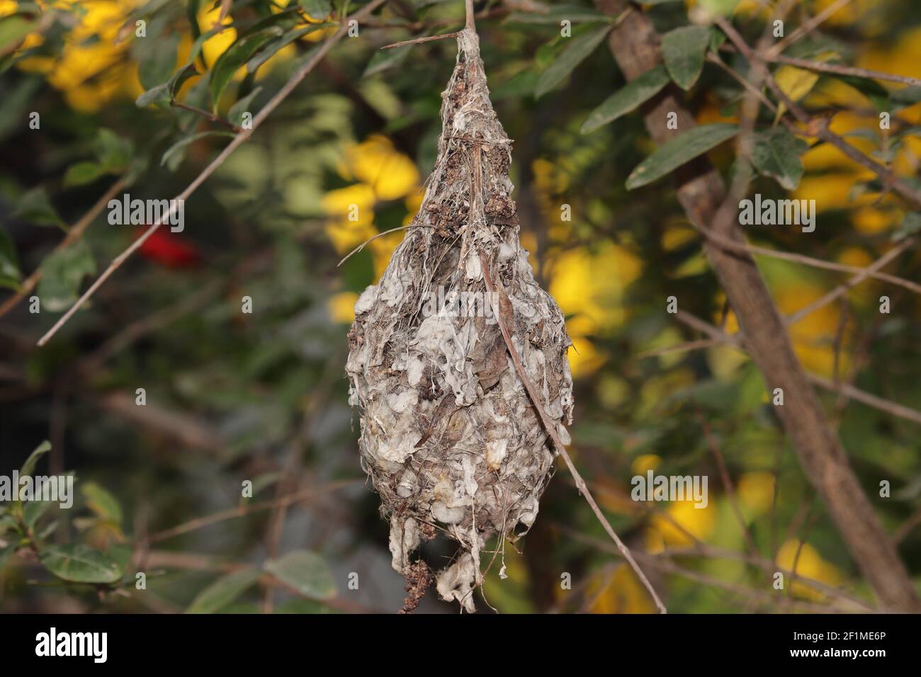 Nid De Colibris Banque d'image et photos - Alamy