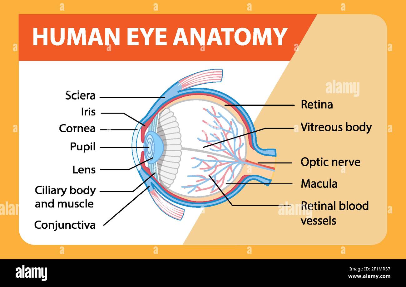 Schéma de l'anatomie de l'œil humain avec illustration de l'étiquette ...