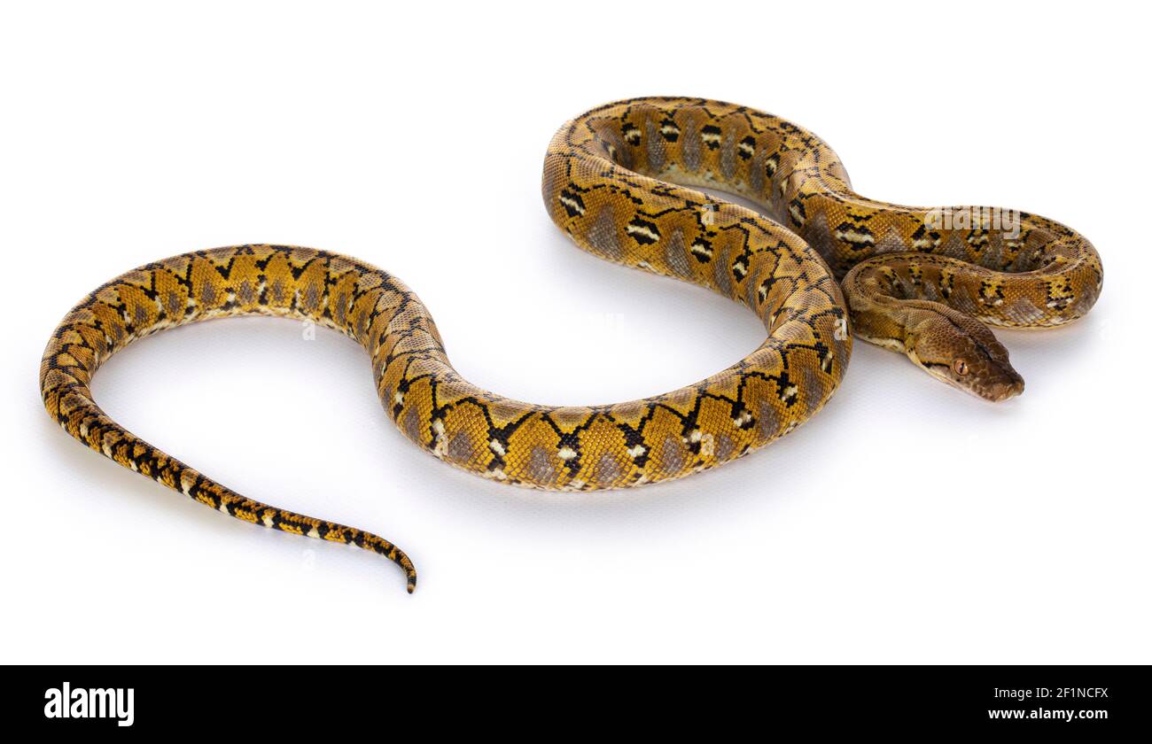 Beau python réticulé alias Malayopython reticulatus serpent de couleur ...