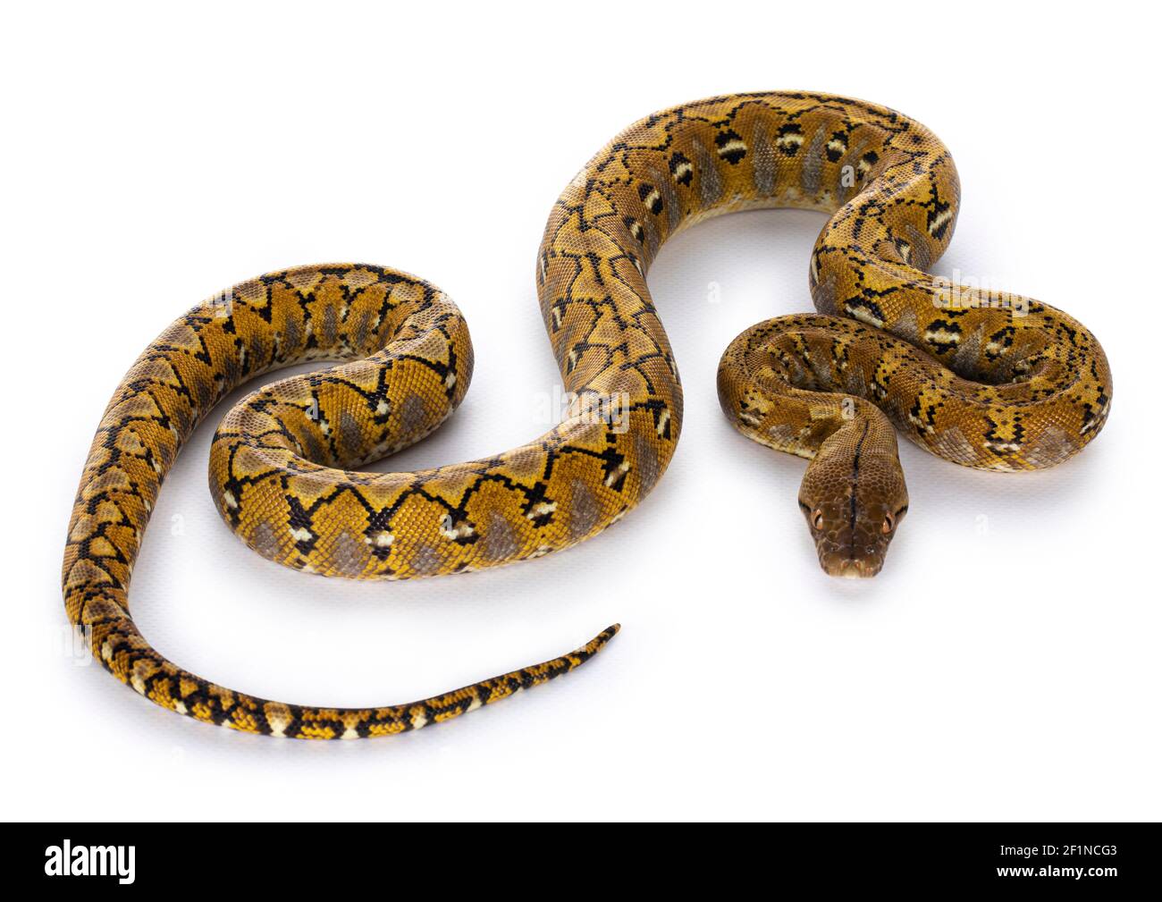 Reticulated python Banque de photographies et d’images à haute ...