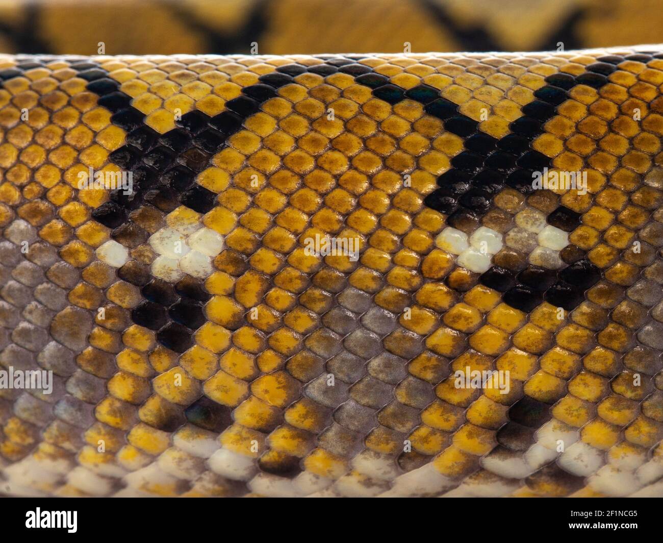 Photo macro pleine image de la peau d'un magnifique python réticulé ...