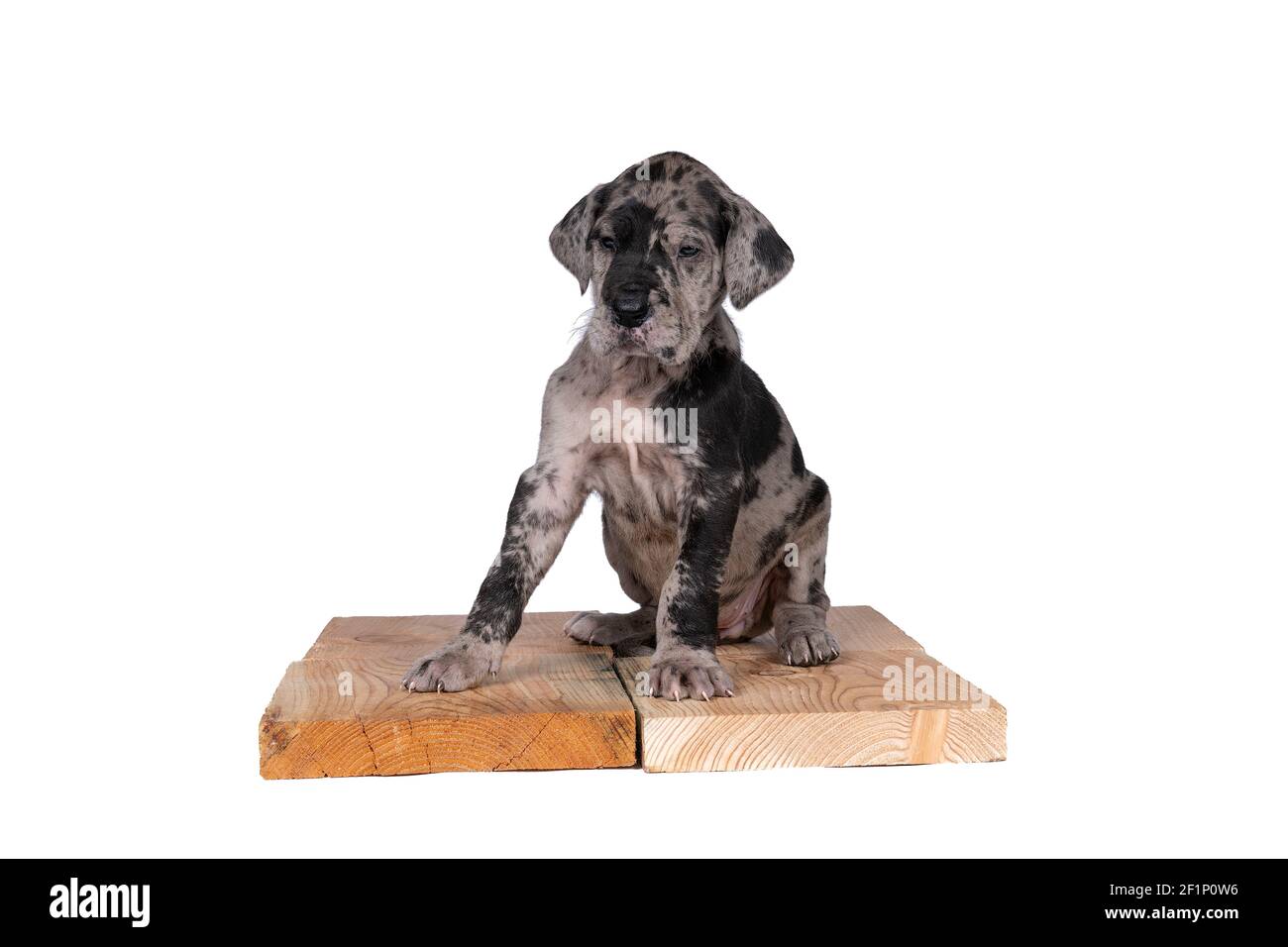 Un chiot du Grand Danois ou chien allemand, le plus grand chien de race ...