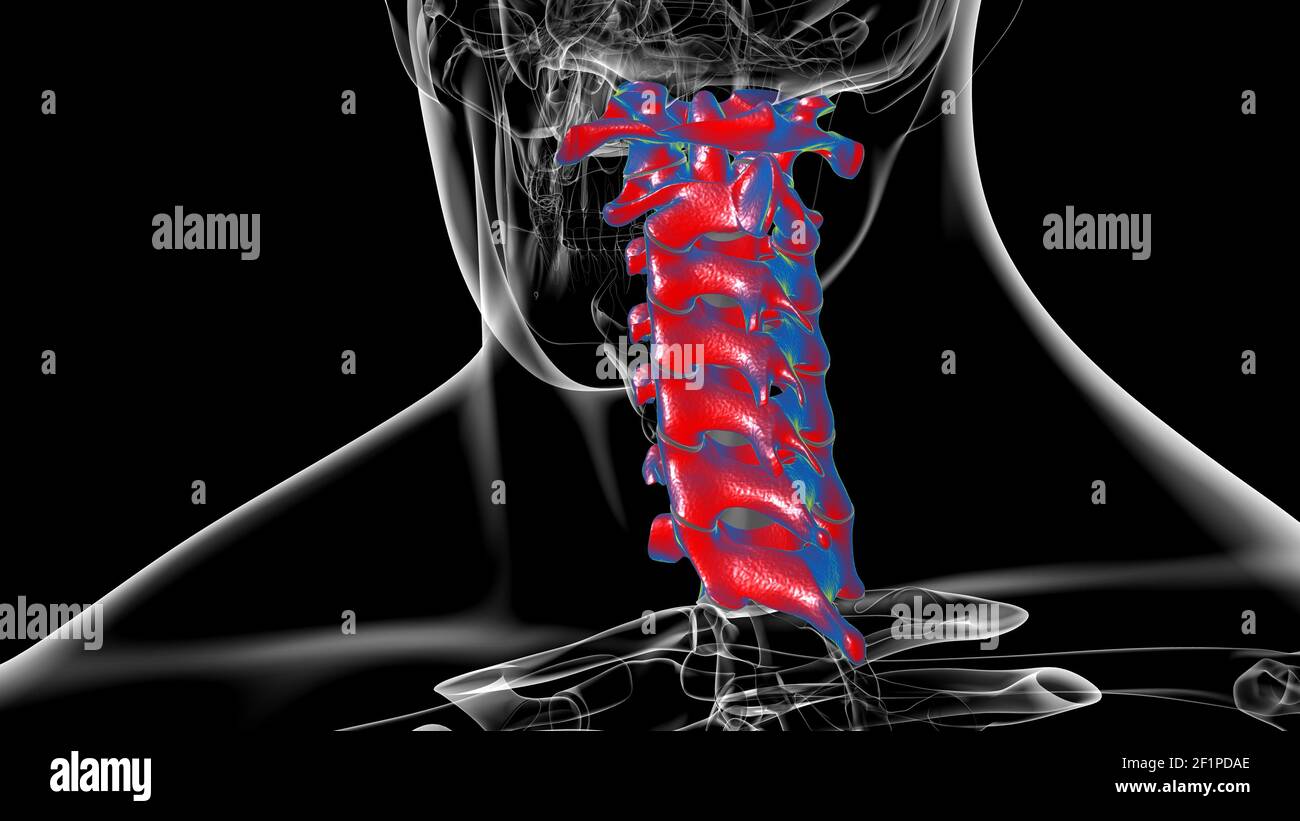 Squelette humain colonne vertébrale vertèbre cervicale Anatomie 3D ...