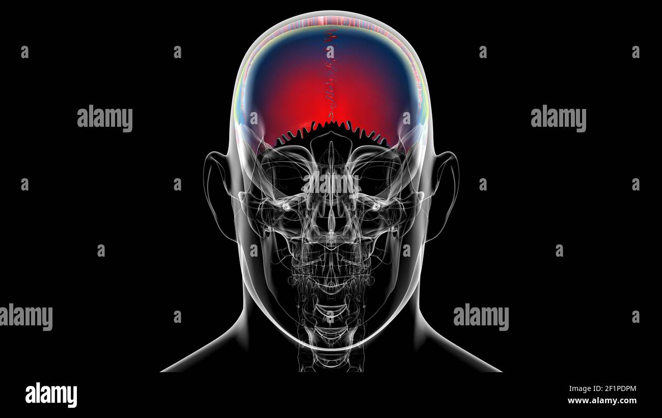 Squelette humain crâne pariétal OS Anatomie pour le concept médical ...