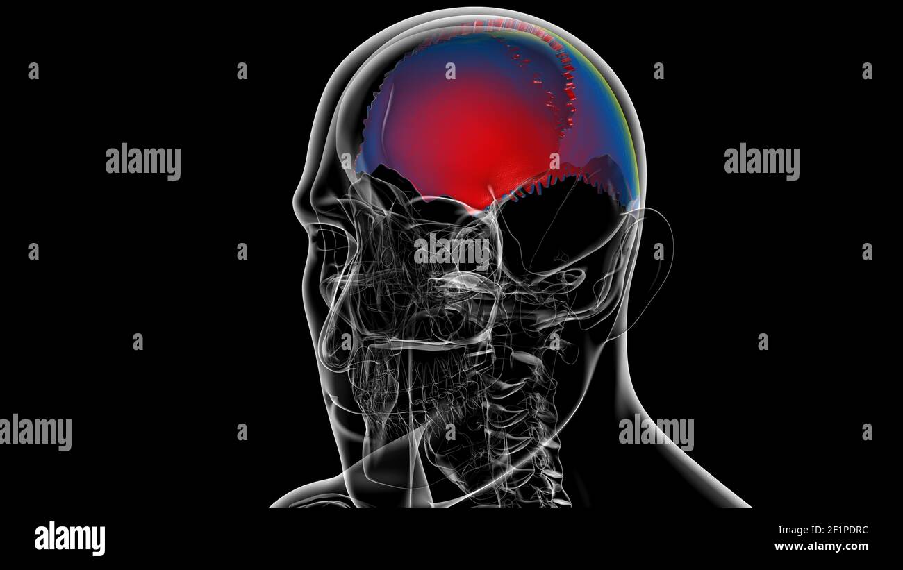 Squelette humain crâne pariétal OS Anatomie pour le concept médical ...
