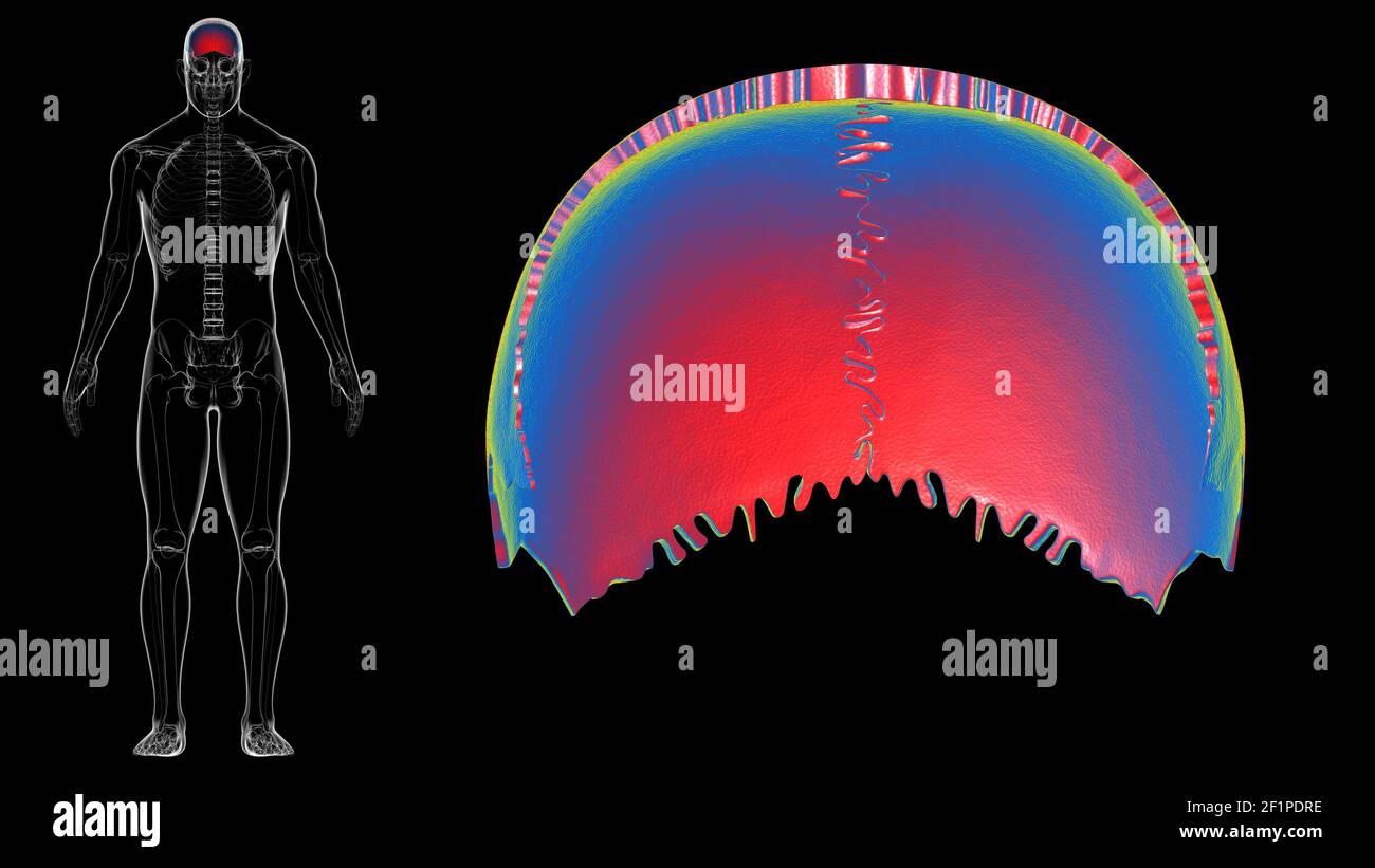 Squelette humain crâne pariétal OS Anatomie pour le concept médical ...