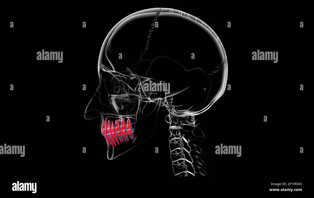 Anatomie des dents humaines Illustration 3D pour le concept médical ...