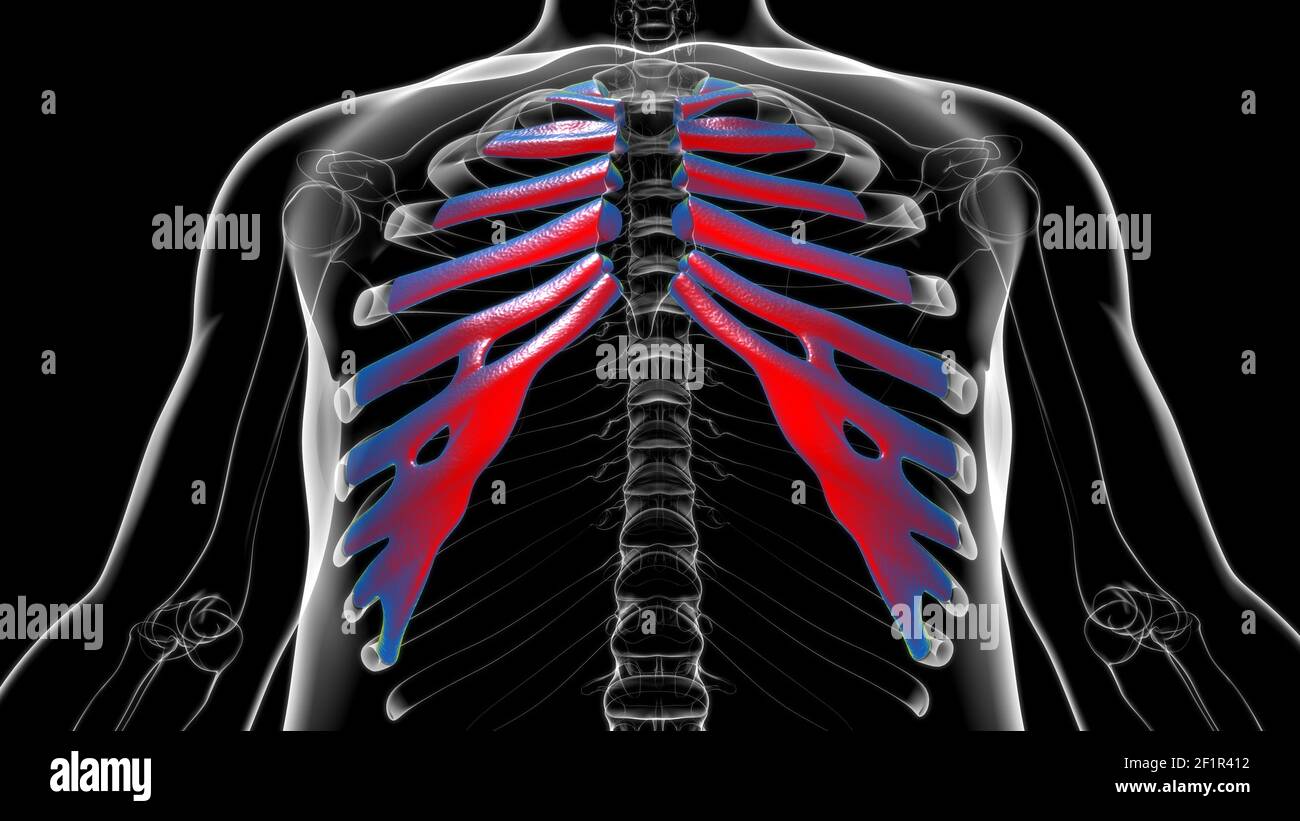 Anatomie du squelette humain cartilage de type Costal 3D Rendering for ...