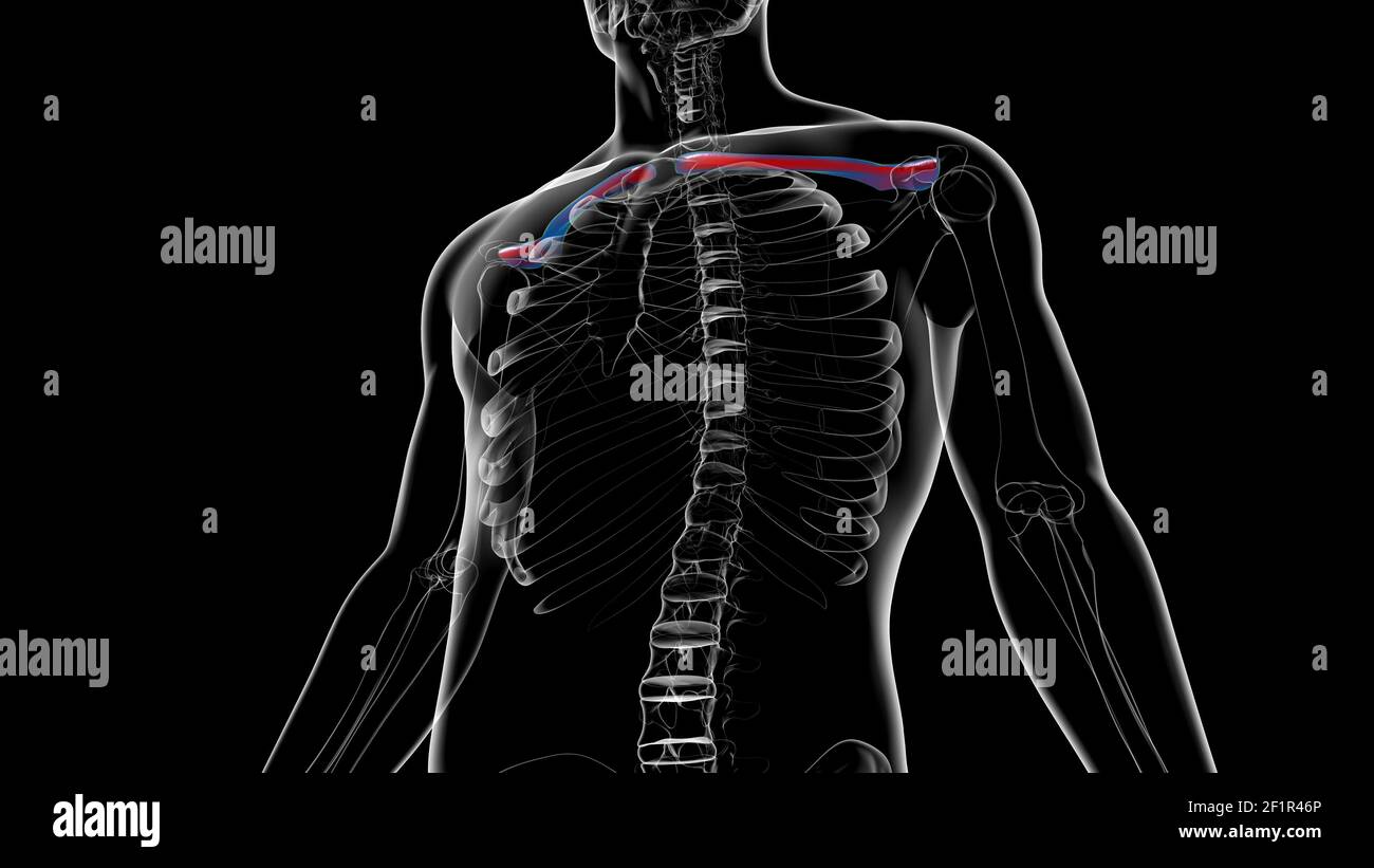Squelette humain anatomie clavicule os 3D Rendering for Medical concept ...