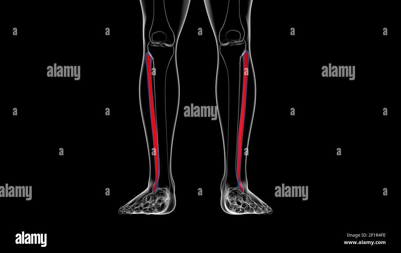 Anatomie du squelette humain Fibula Bone 3D Rendering for Medical ...