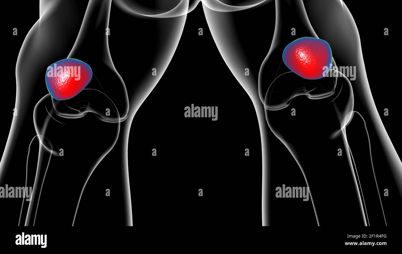Anatomie du squelette humain rotule OS 3D Rendering for Medical concept ...