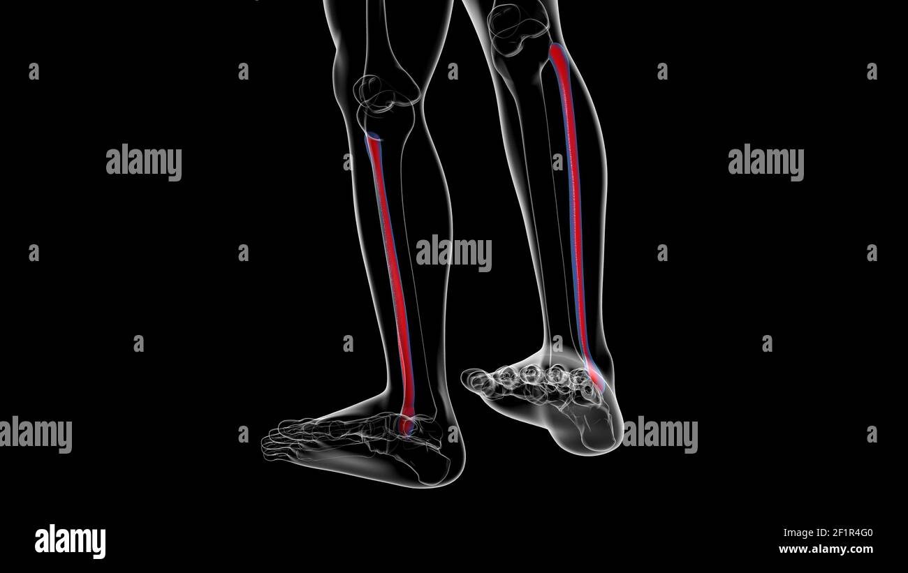 Anatomie du squelette humain Fibula Bone 3D Rendering for Medical ...
