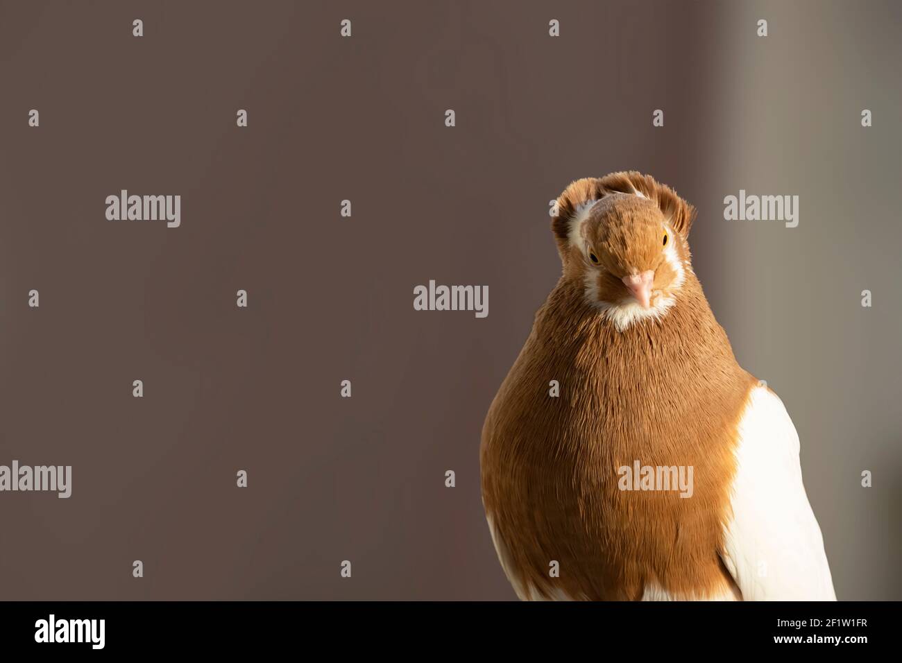 Pigeon brun et blanc de capuchin Banque de photographies et d’images à ...