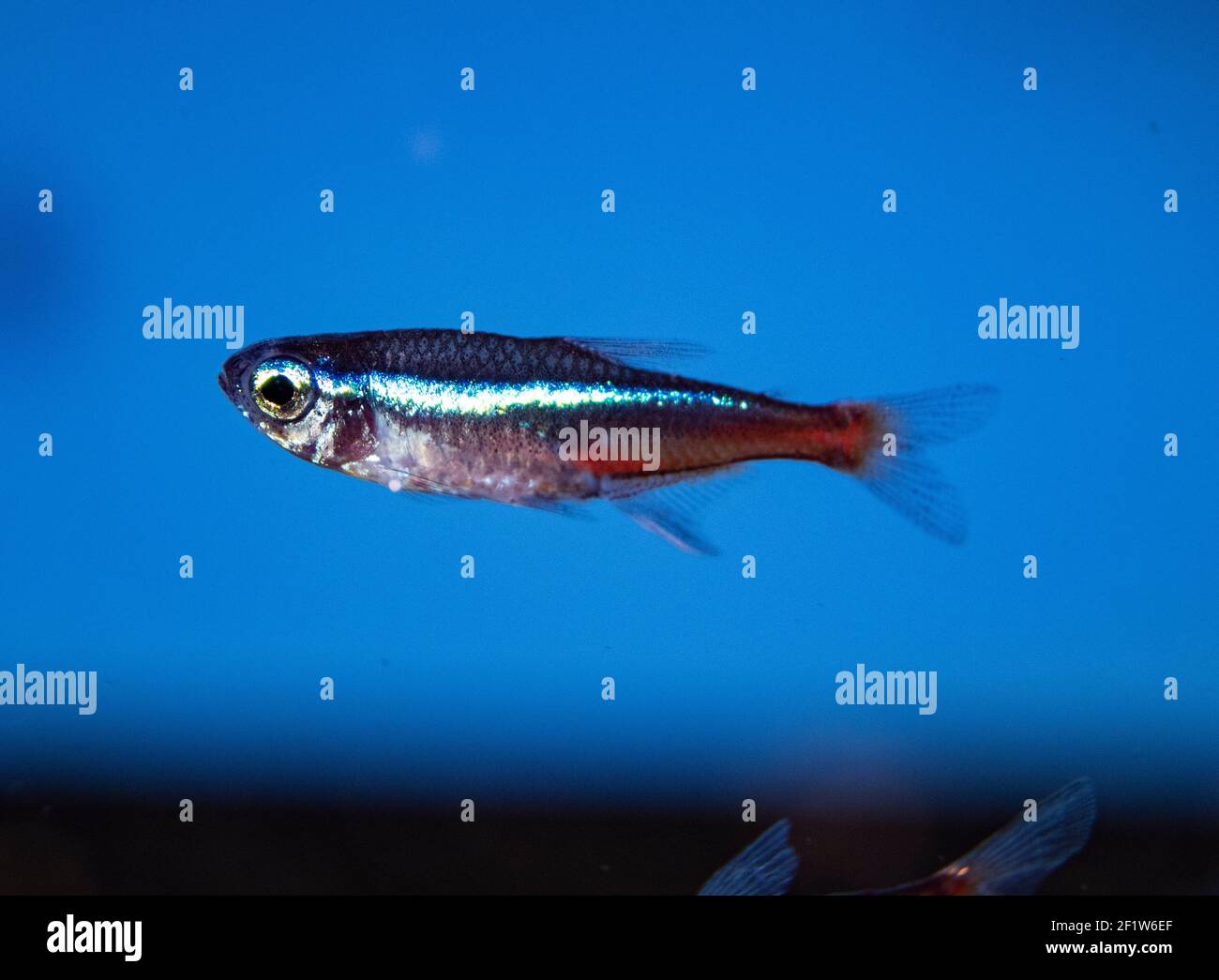 Poisson aux yeux bleus petite nageoires Banque de photographies et d ...