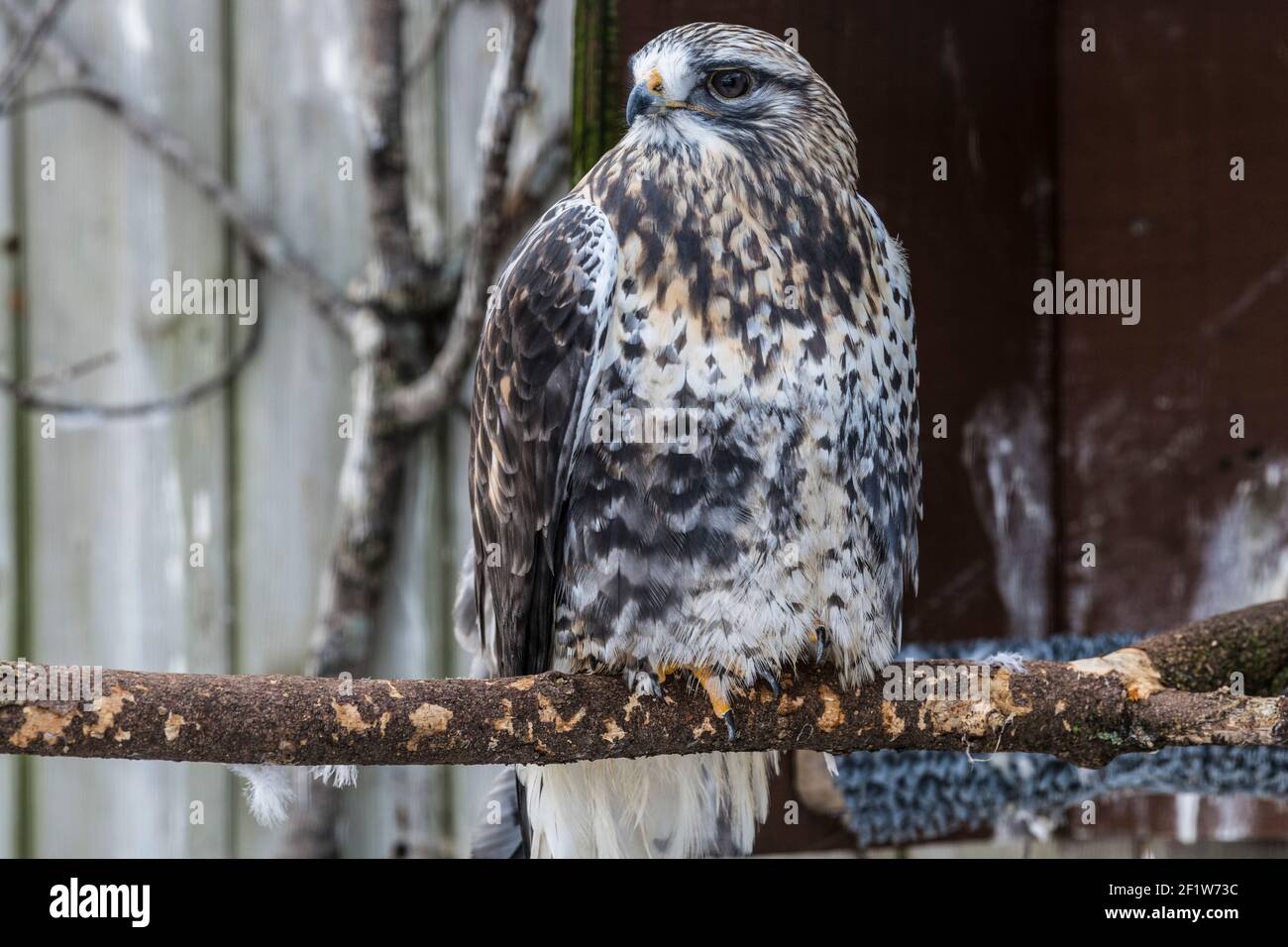 Gros plan de la buse à queue rouge (Buteo jamaicensis) tourné à l ...
