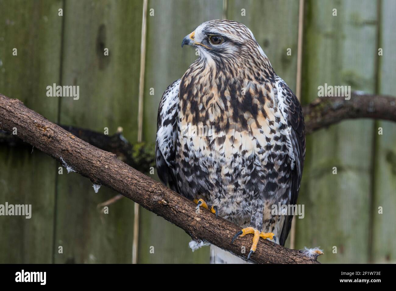 Parc zoologique de sainte anne de bellevue Banque de photographies et d ...