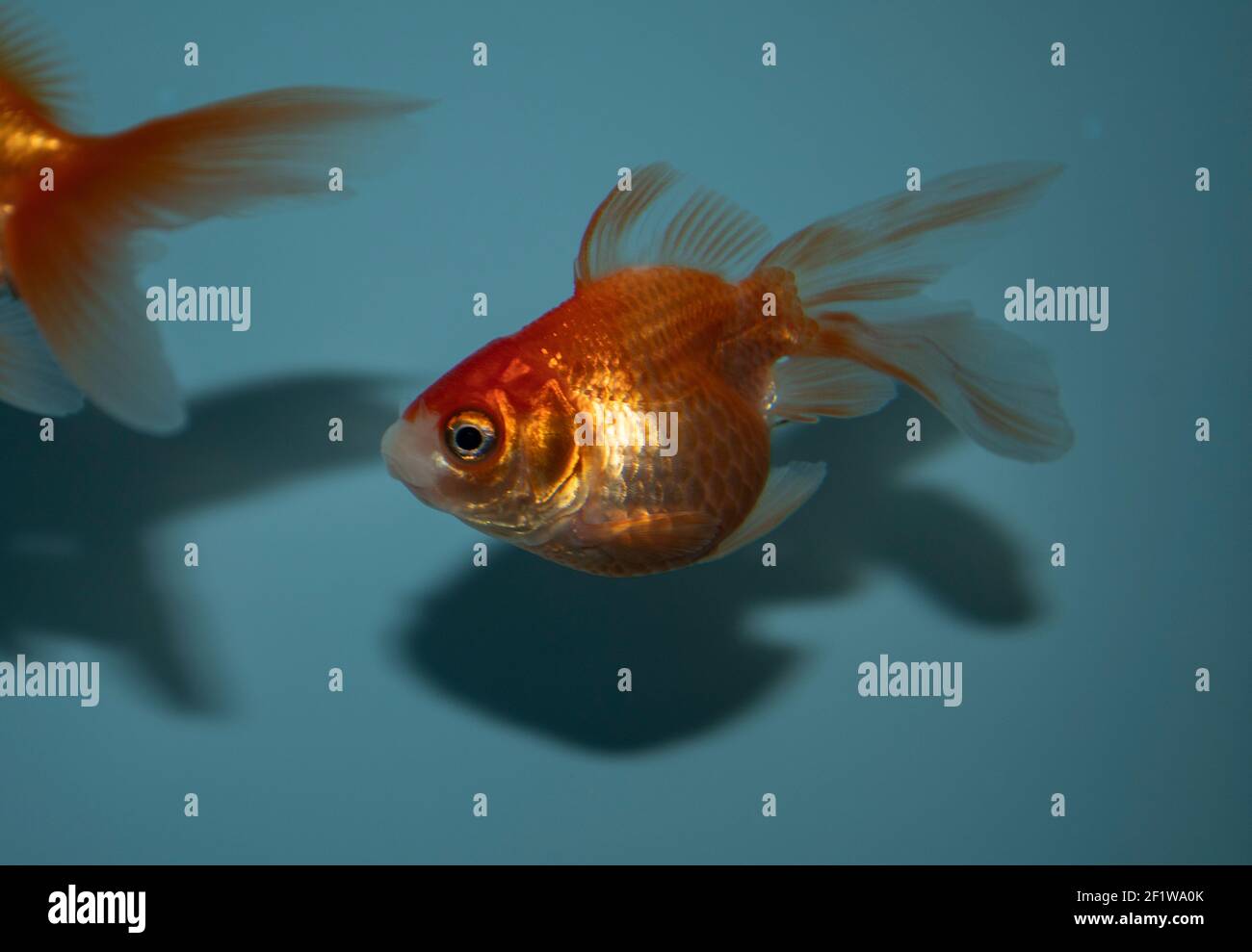 Poisson rouge carassius auratus Banque de photographies et d’images à ...