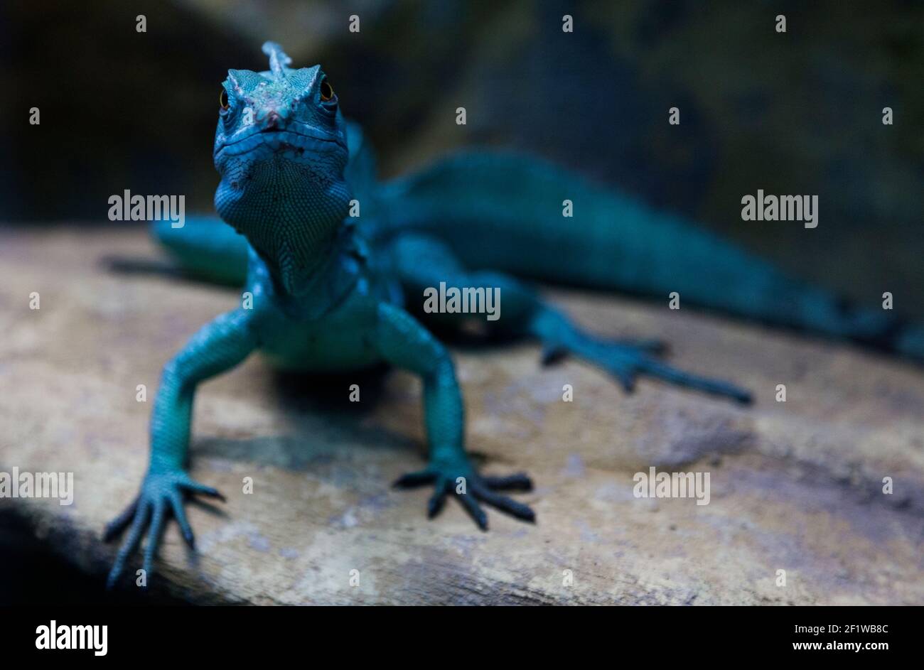 Gecko bleu électrique Banque de photographies et d’images à haute ...