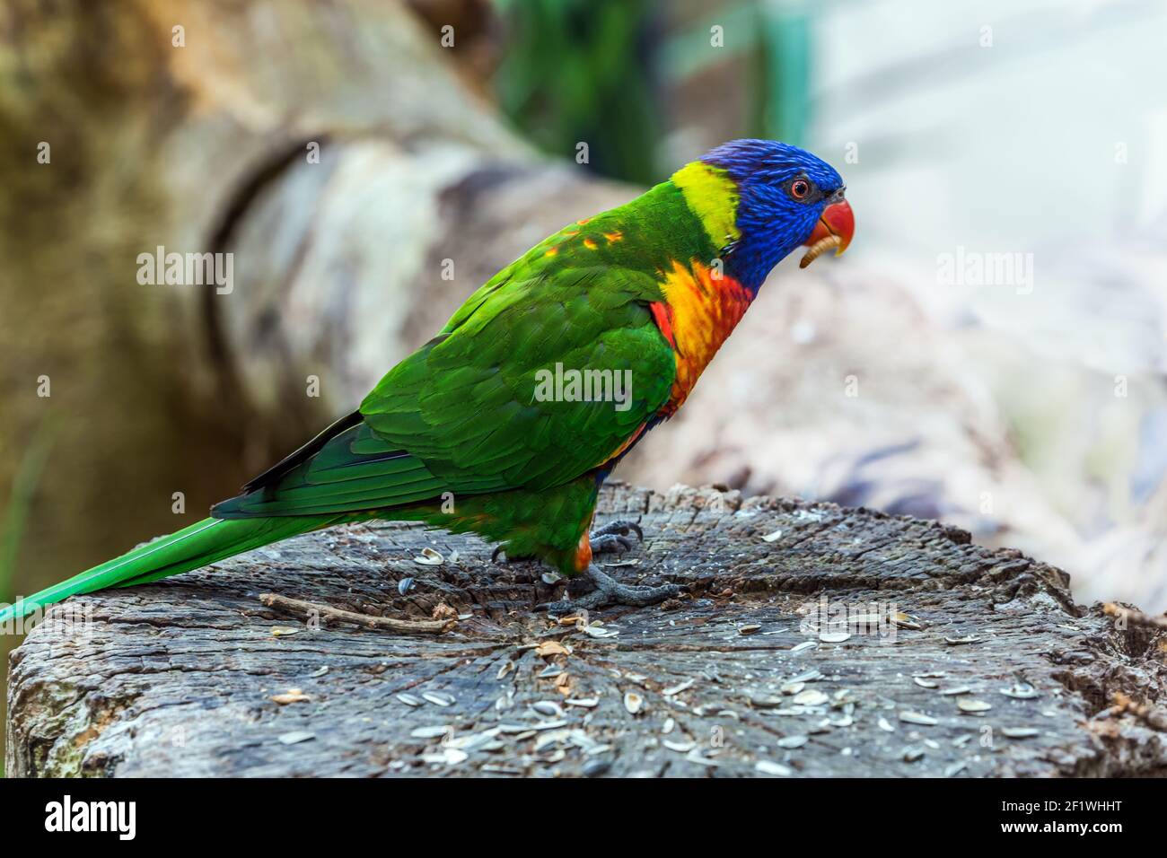 Perroquet lori Banque de photographies et d’images à haute résolution ...