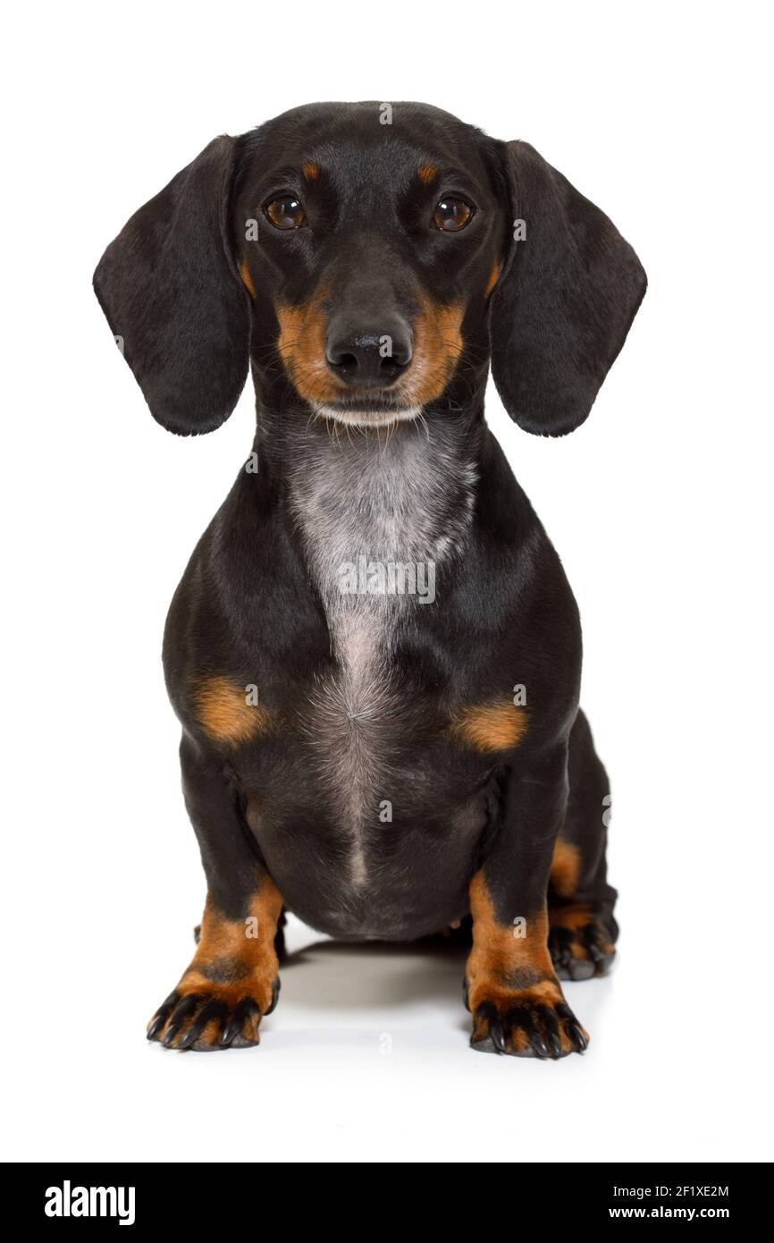 Chiot chien de saucisse Banque d'images détourées - Alamy