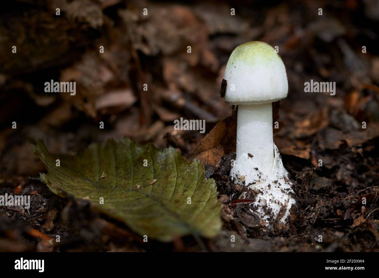 Empoisonnement mortel aux champignons Banque de photographies et d ...