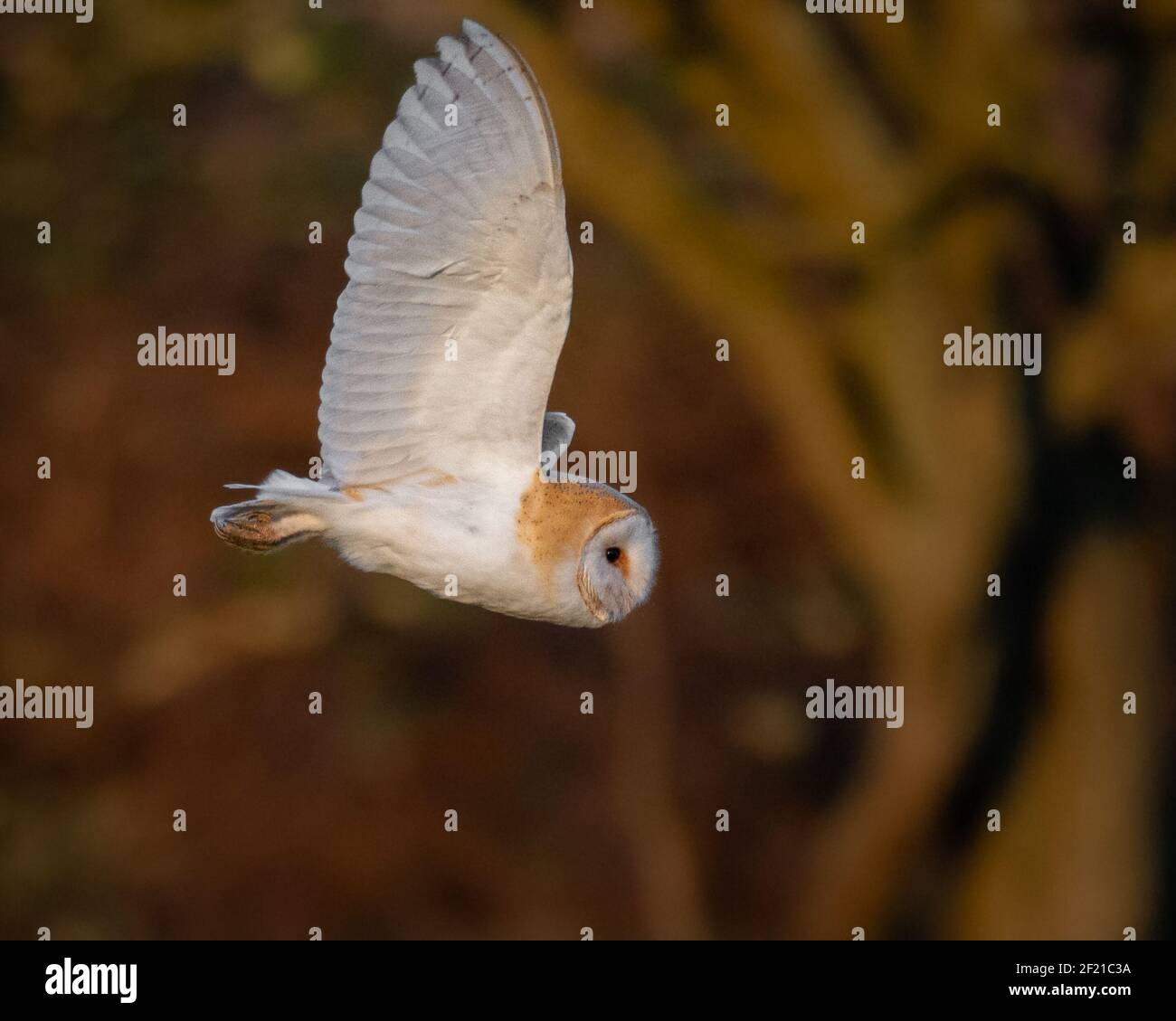 Barn owls Banque de photographies et d’images à haute résolution - Alamy