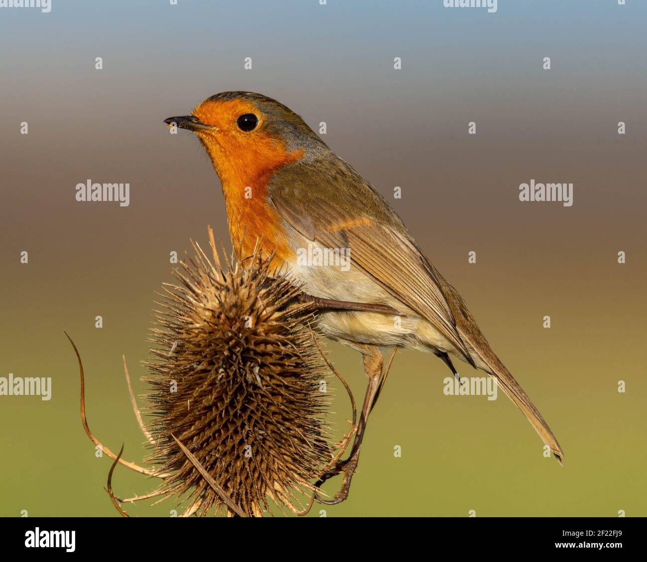 Robin posant Banque de photographies et d’images à haute résolution - Alamy